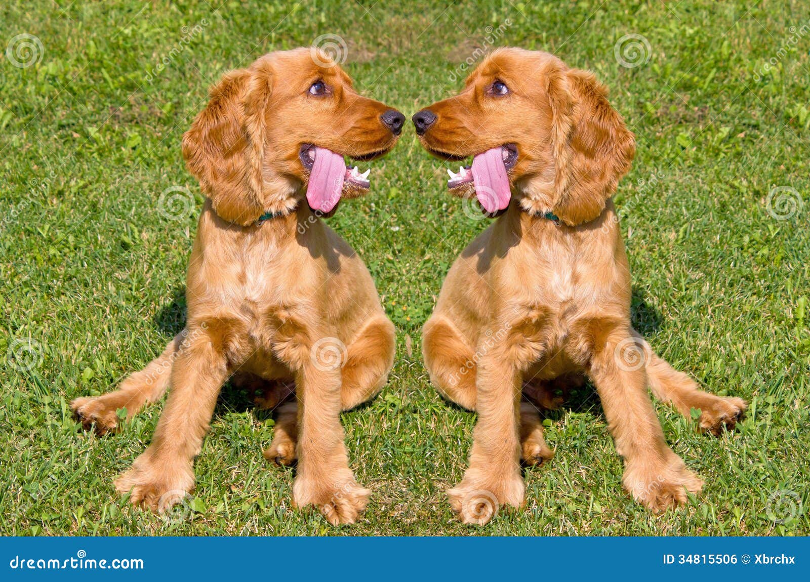 Zwei Junge Rote Englisch-Cocker Spaniel-Hunde Stockfoto - Bild von ...