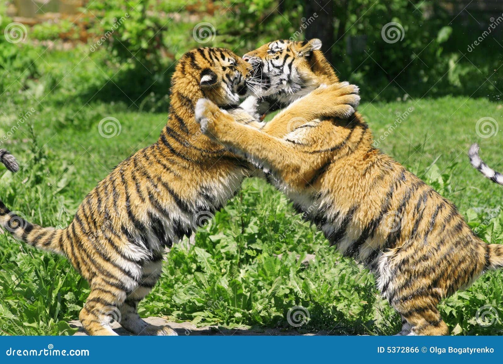 Zwei junge Tiger stockfoto. Bild von tier, wild, wildnis - 5372866