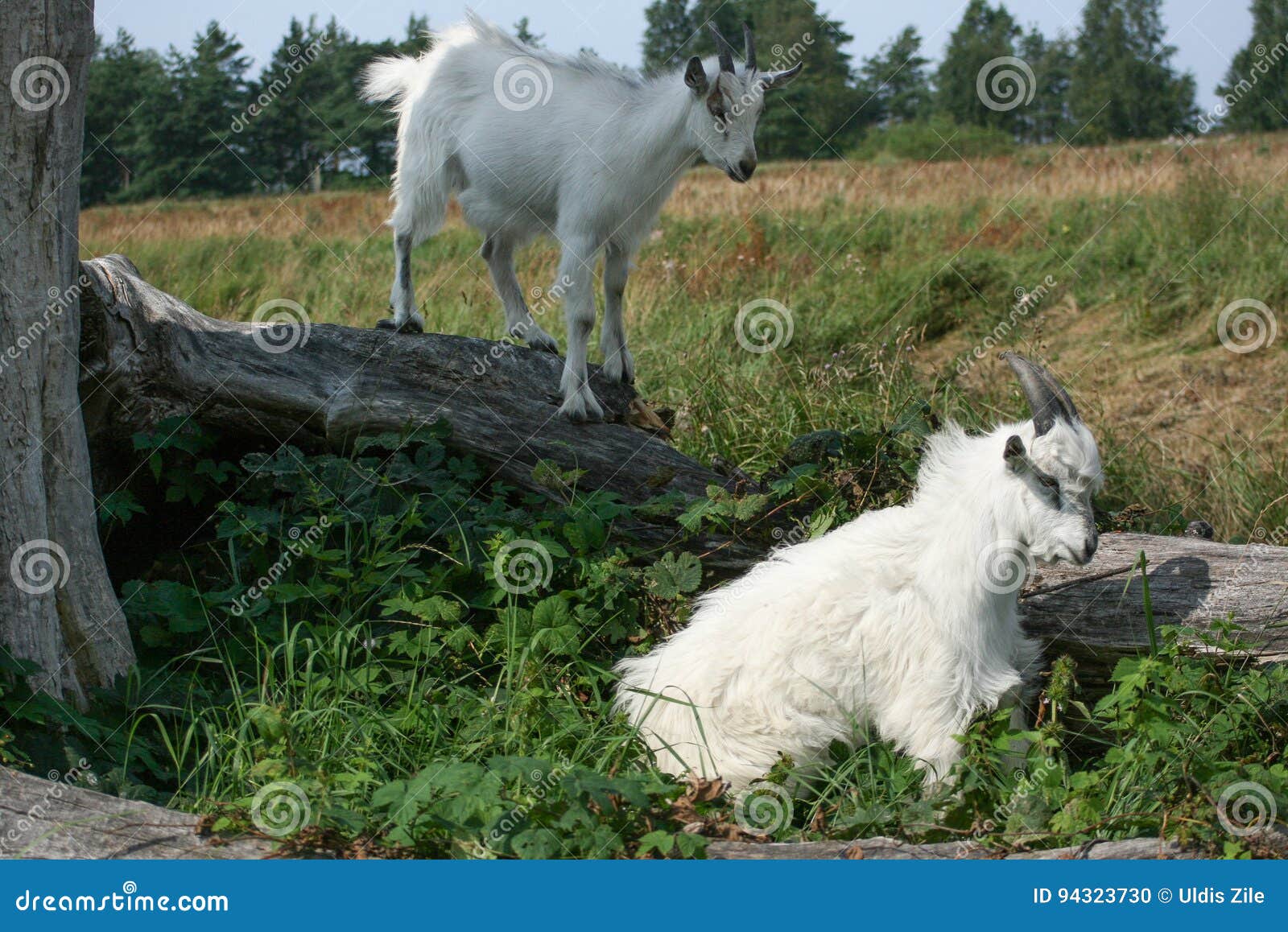 Zwei junge Ziegen stockfoto. Bild von feld, bewirtschaften - 94323730