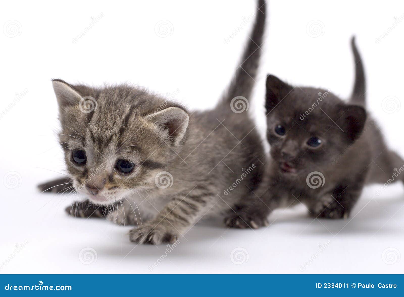 Zwei Katzen stockbild. Bild von ohren, schätzung, liebe - 2334011