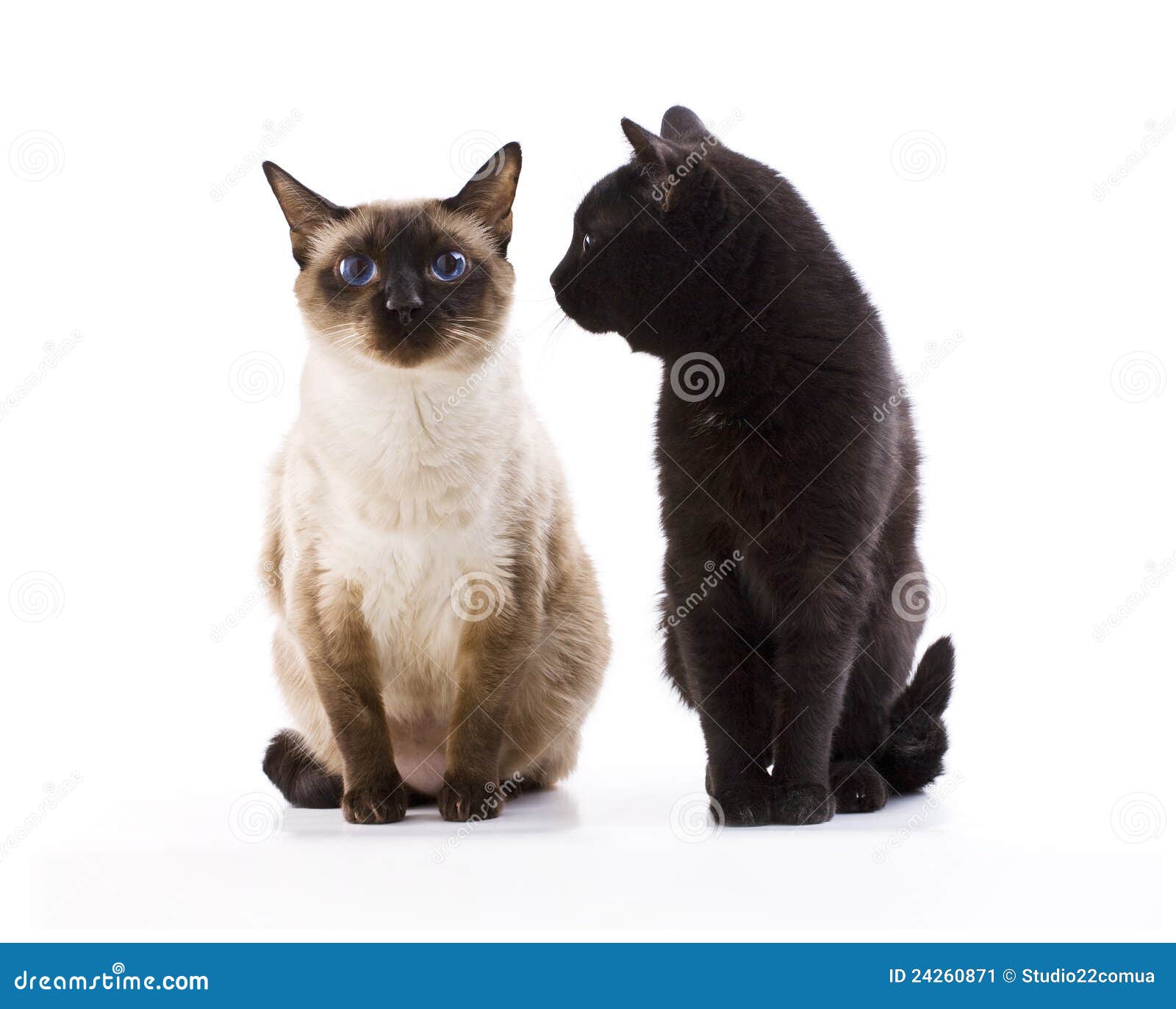 Zwei Katzen stockbild. Bild von reinrassig, tier, auge - 24260871