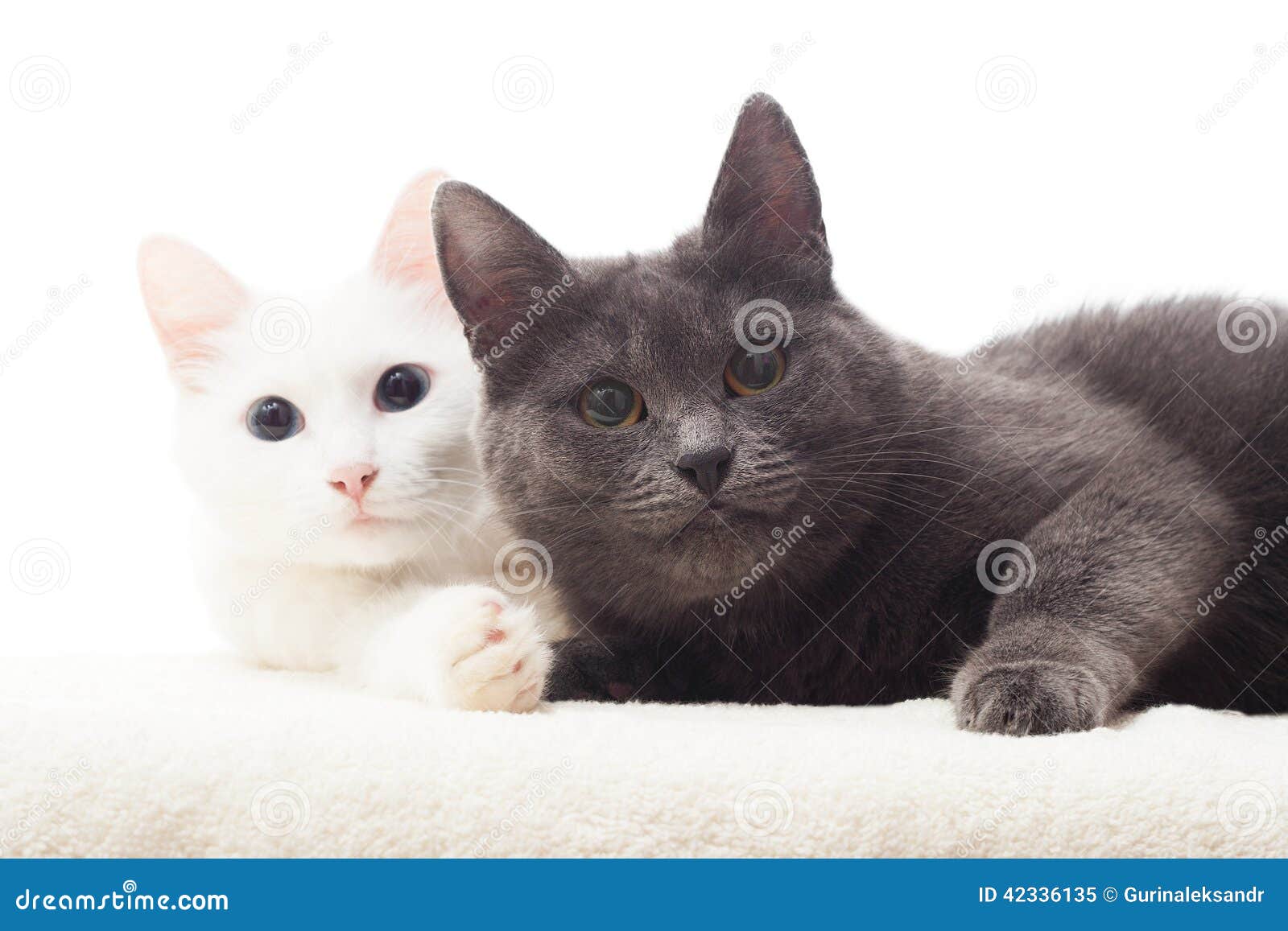 Zwei Katzen stockbild. Bild von unschuld, tiere, freundschaftlichkeit ...
