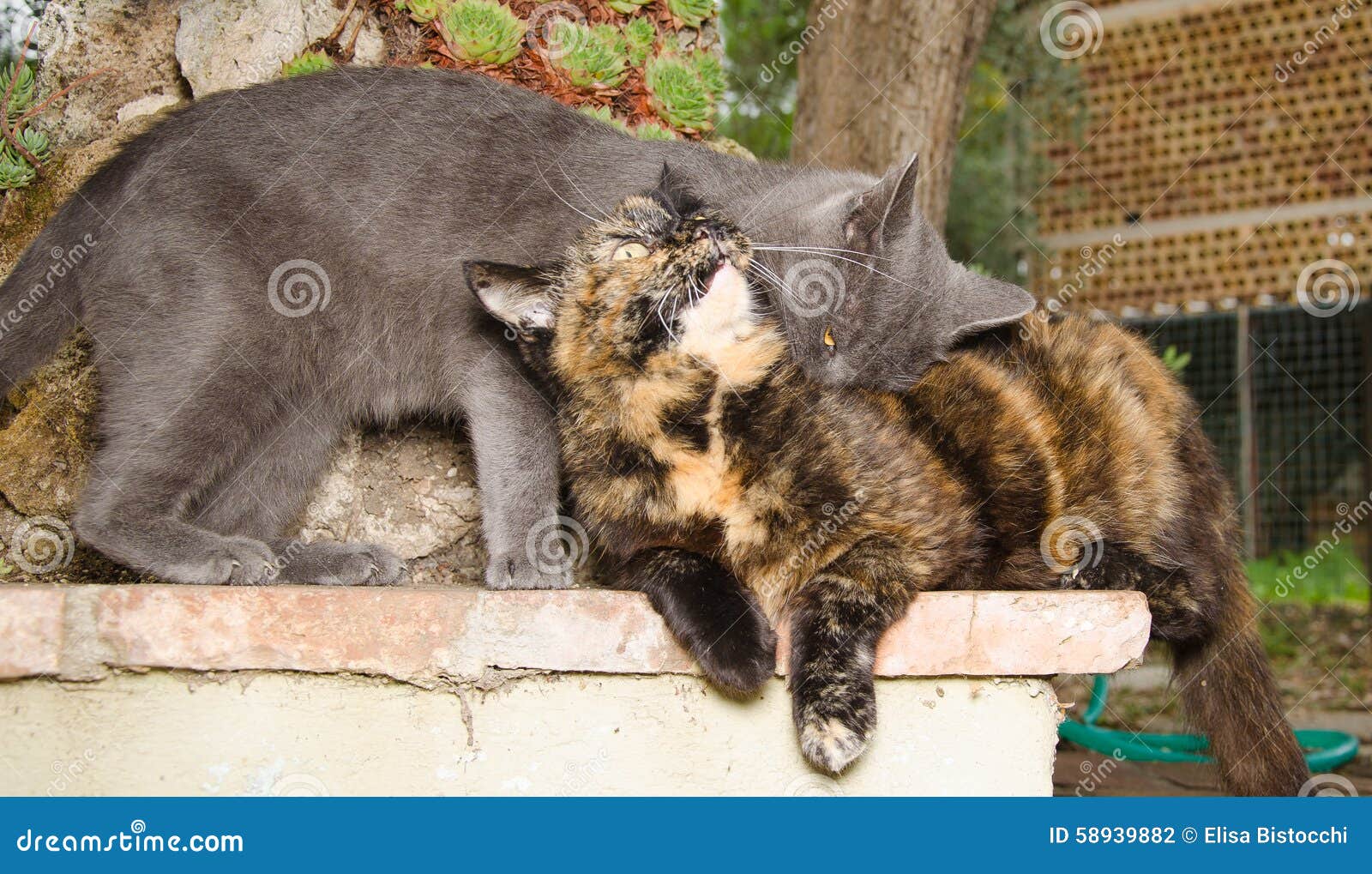 Zwei Katzen in der Liebe stockfoto. Bild von katzen, geliebte - 58939882