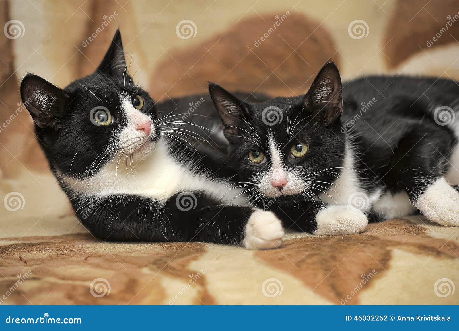 Zwei Katzen sind Zwillinge stockfoto. Bild von scharf - 46032262