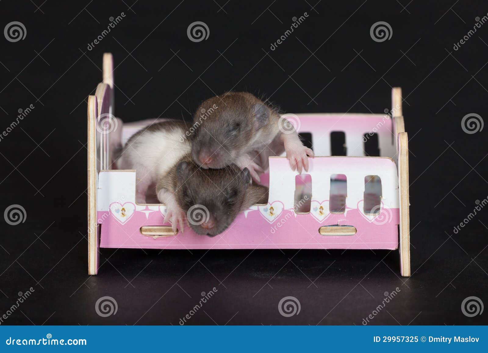 Junge Ratten in der Krippe stockbild. Bild von nett, nagetier - 29957325