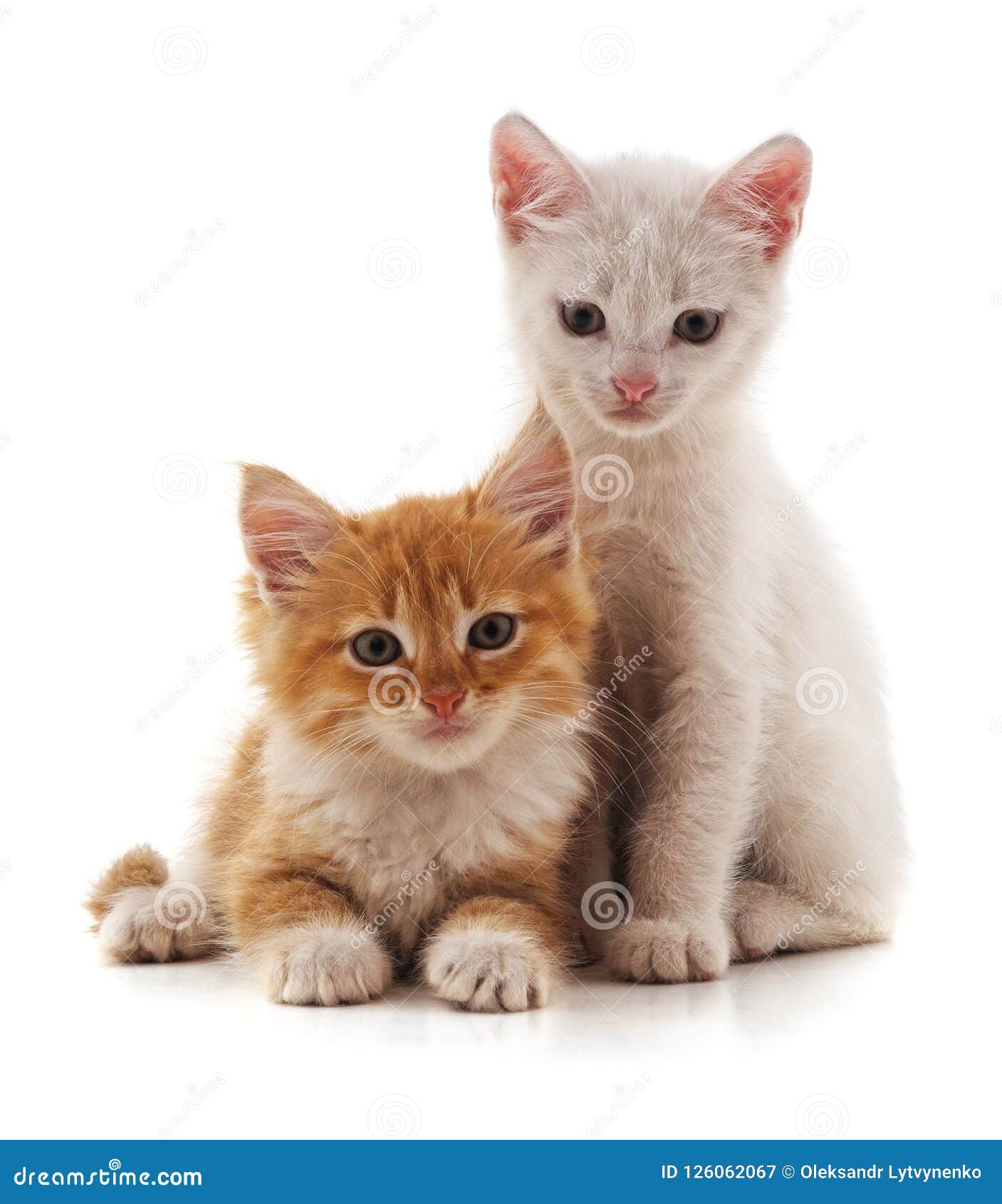 Zwei kleine Katzen stockbild. Bild von familie, paare - 126062067