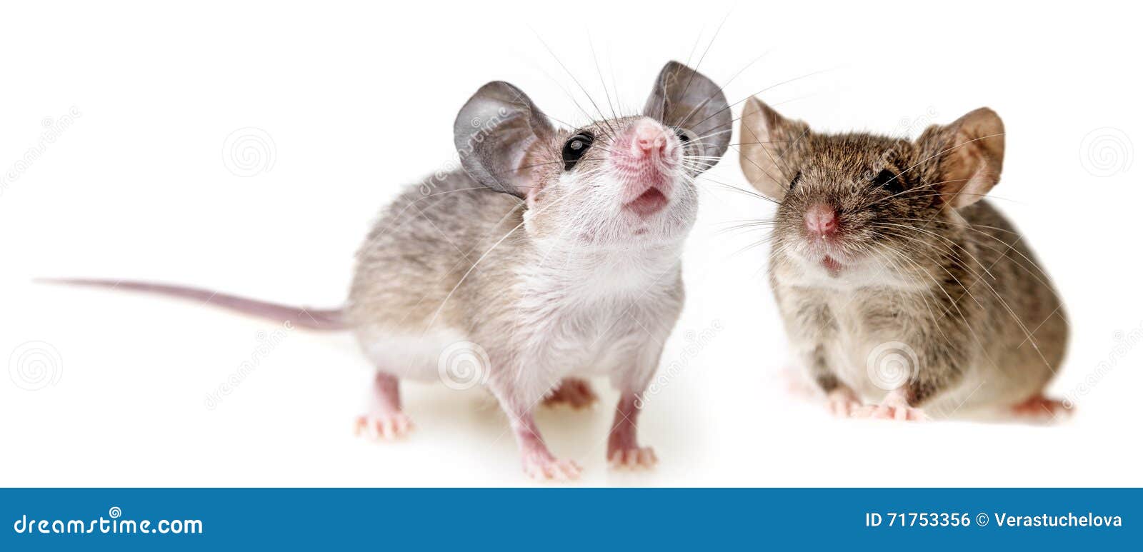 Zwei kleine Mäuse stockfoto. Bild von nagetier, inländisch - 71753356