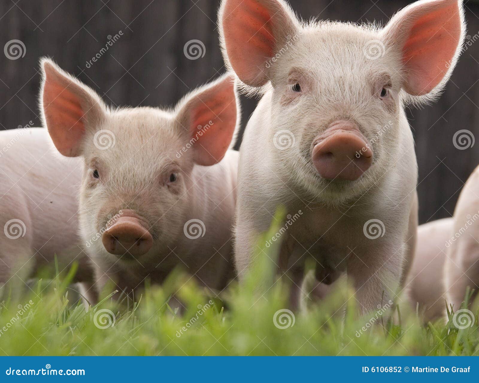 Zwei neugierige Ferkel stockfoto. Bild von neugierig, bauernhof - 6106852