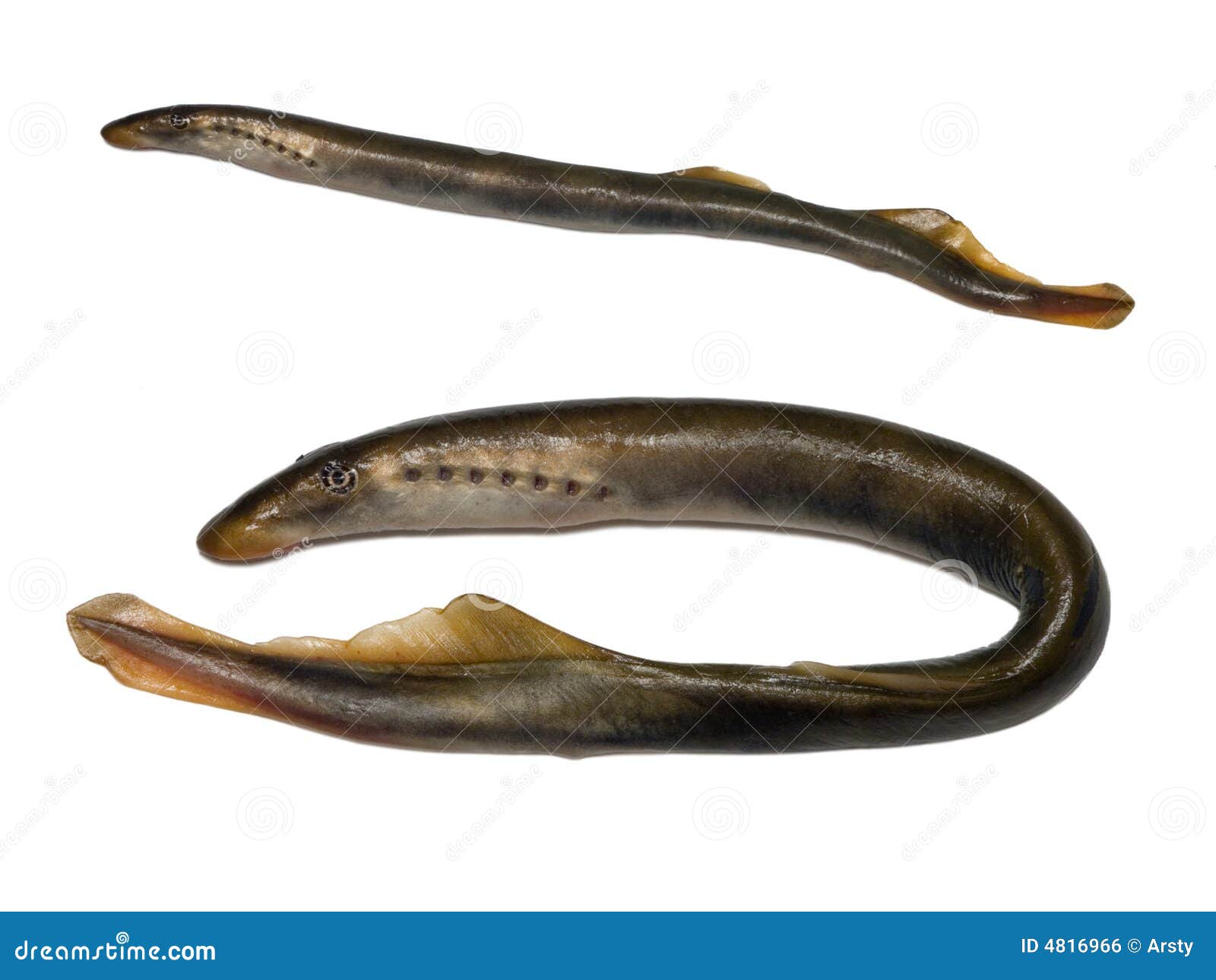 Zwei Neunaugen stockfoto. Bild von organismus, blutsaugende - 4816966