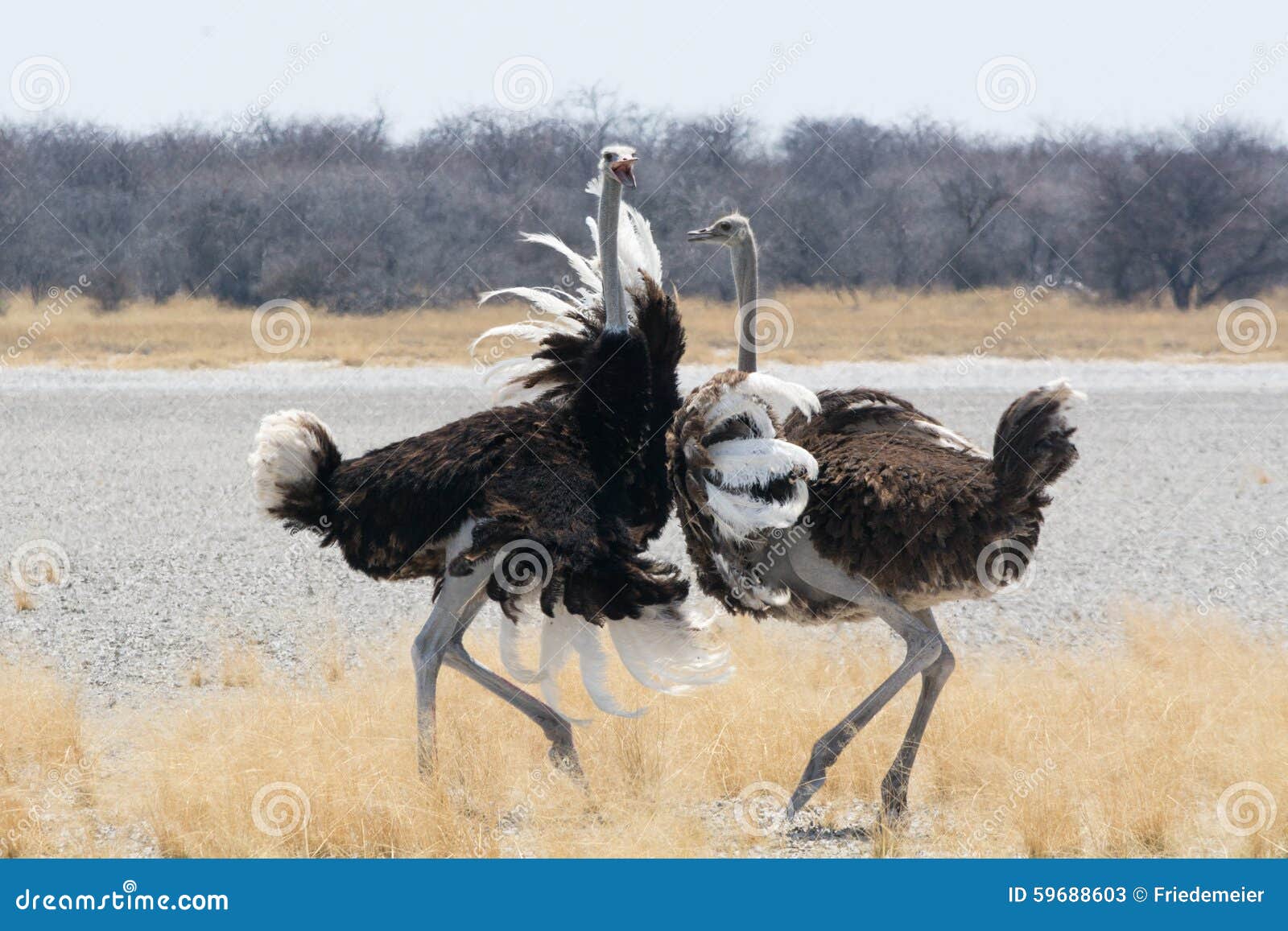 Zwei ostric Fighting stockbild. Bild von tätigkeit, wüste - 59688603