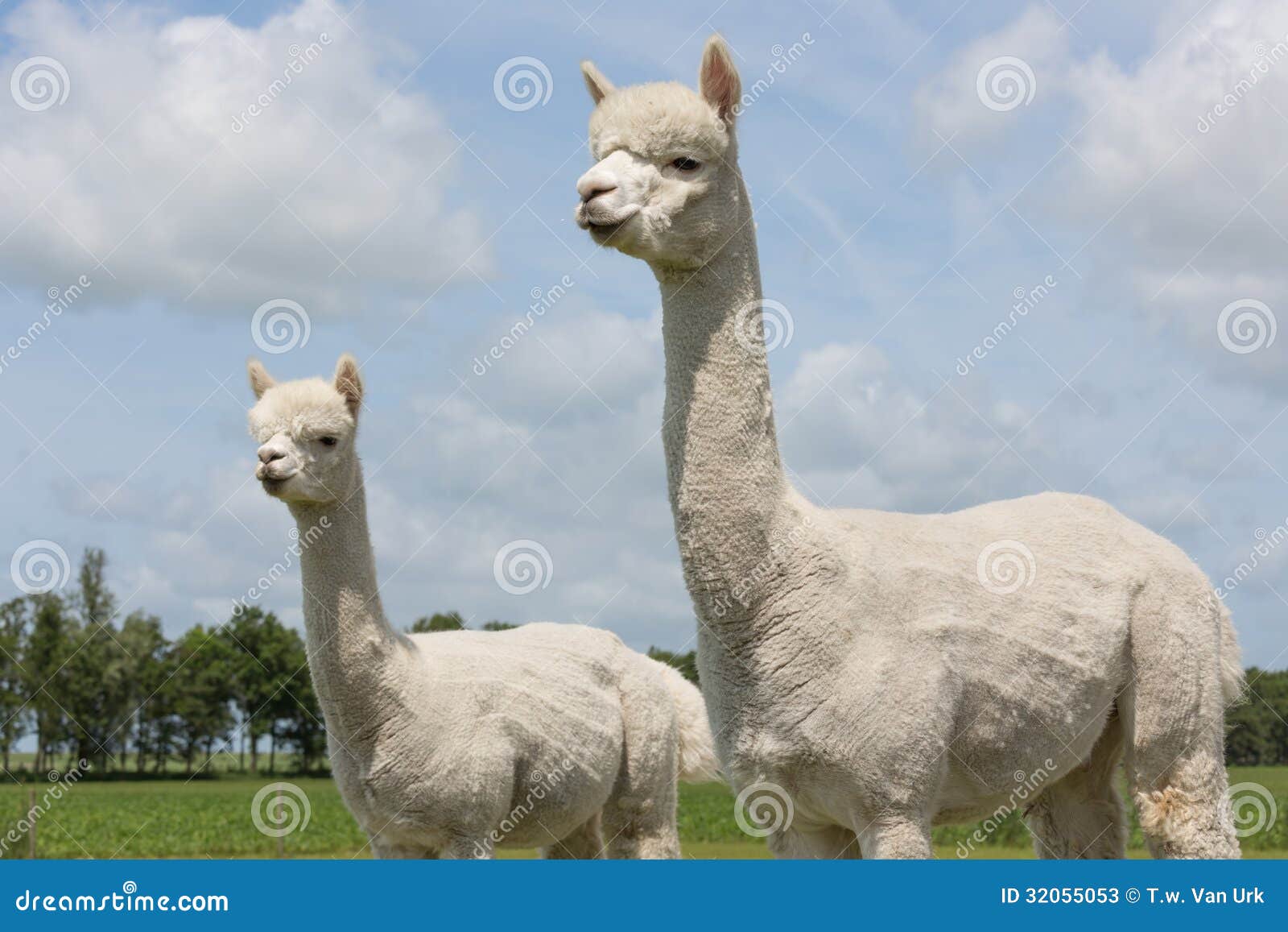Zwei Peruanische Alpakas in Einem Tierpark Stockbild - Bild von paprika ...