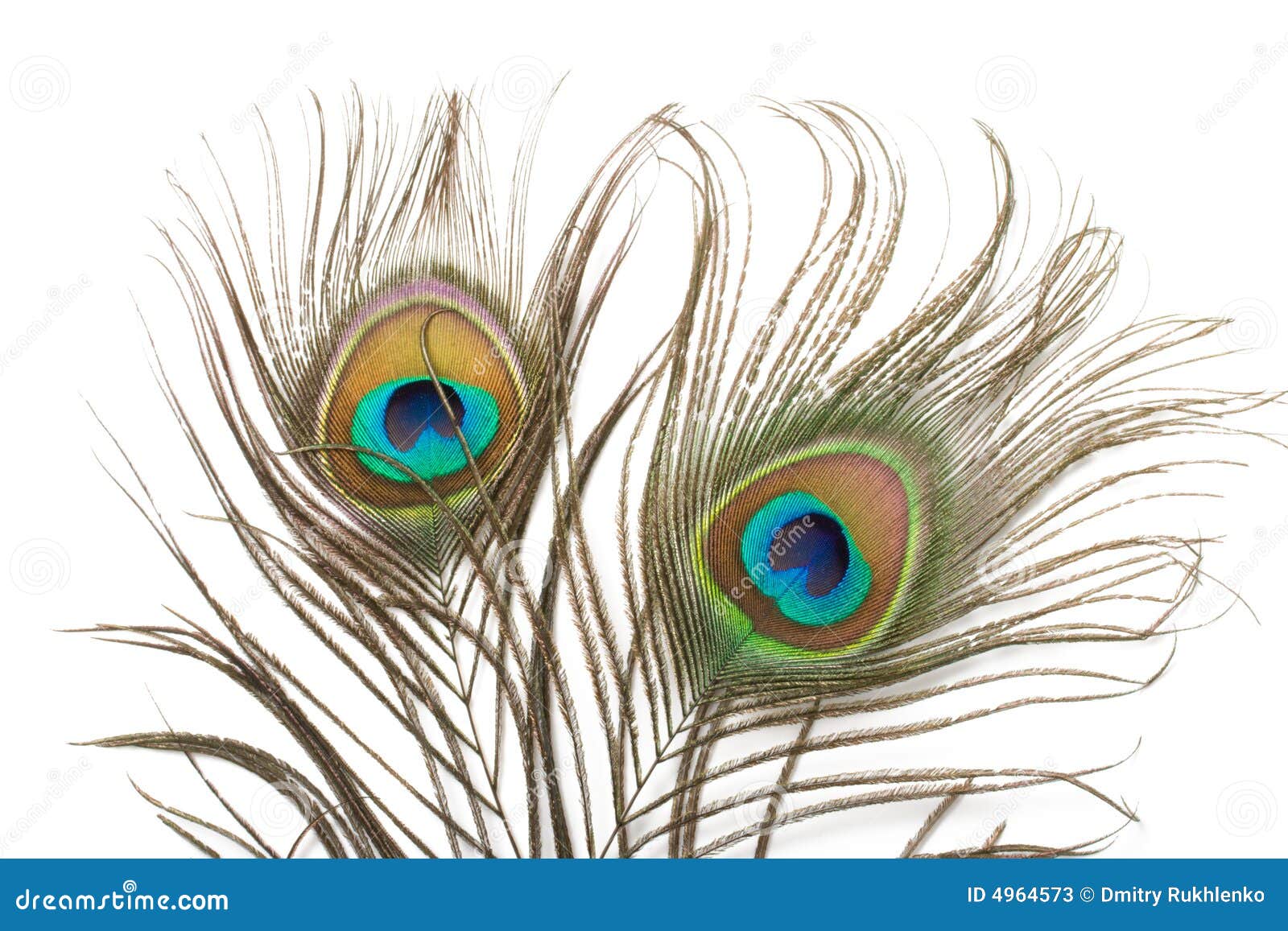 Zwei Pfaufedern Schließen Oben Stockbild - Bild von muster, grün: 4964573
