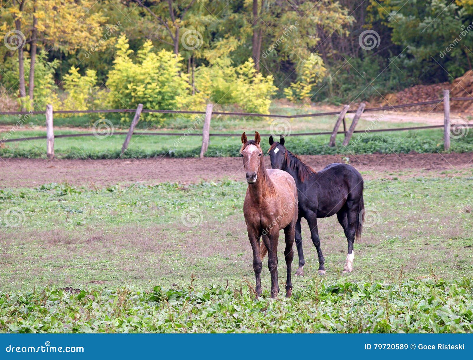 Zwei Pferde auf Bauernhof stockbild. Bild von haus, stall - 79720589