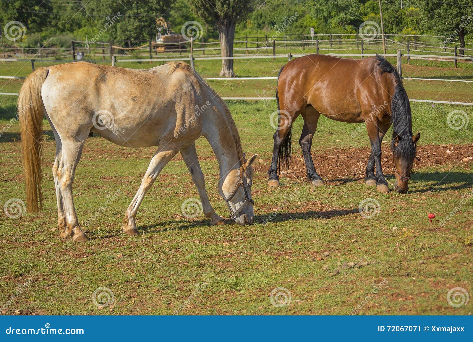 Zwei Pferde Der Pferd (braunes Pferd) Auf Der Ranch Stockbild - Bild ...