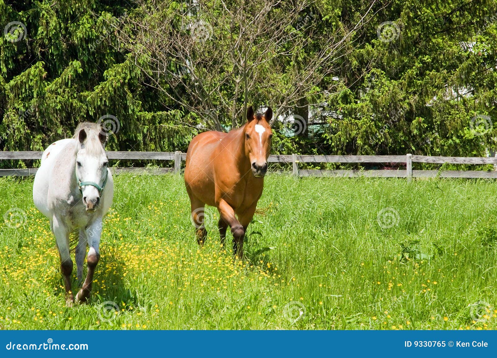 Zwei Pferde in der Weide stockbild. Bild von feld, gras - 9330765