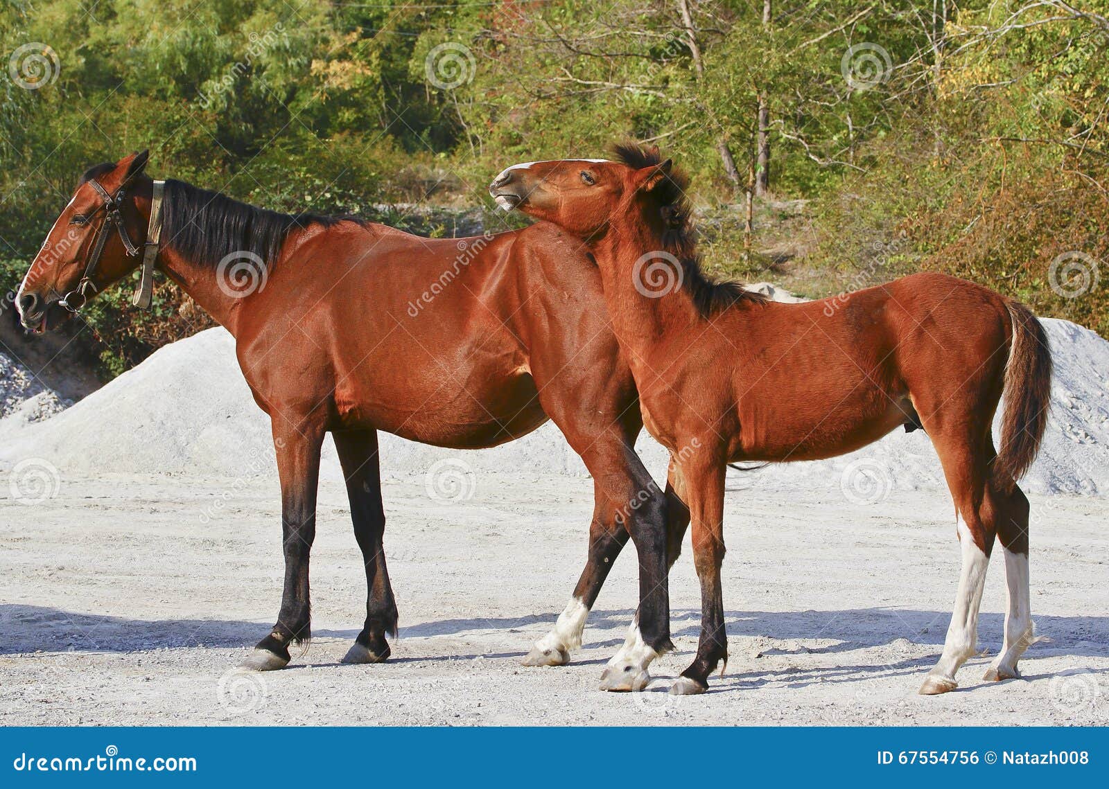 Zwei Pferde, Die Neben Einander Auf Grauem Boden Stehen Stockfoto ...