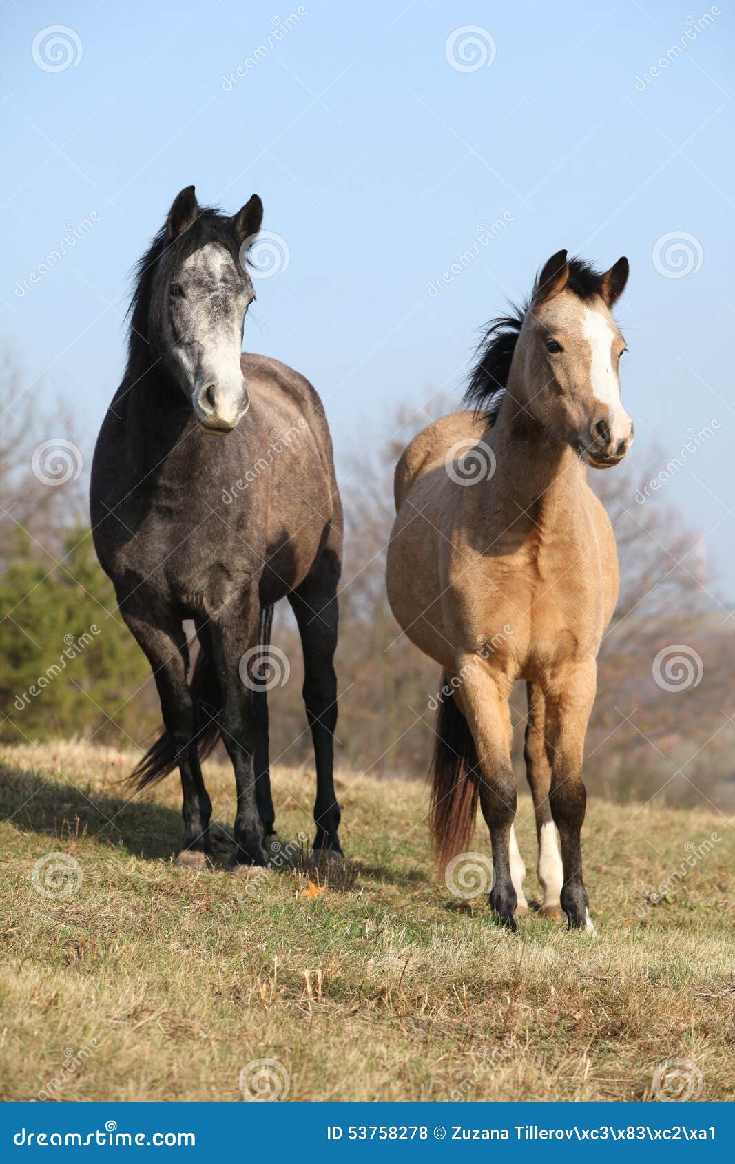 Zwei Pferde, Die Sie Betrachten Stockfoto - Bild von vollblut ...