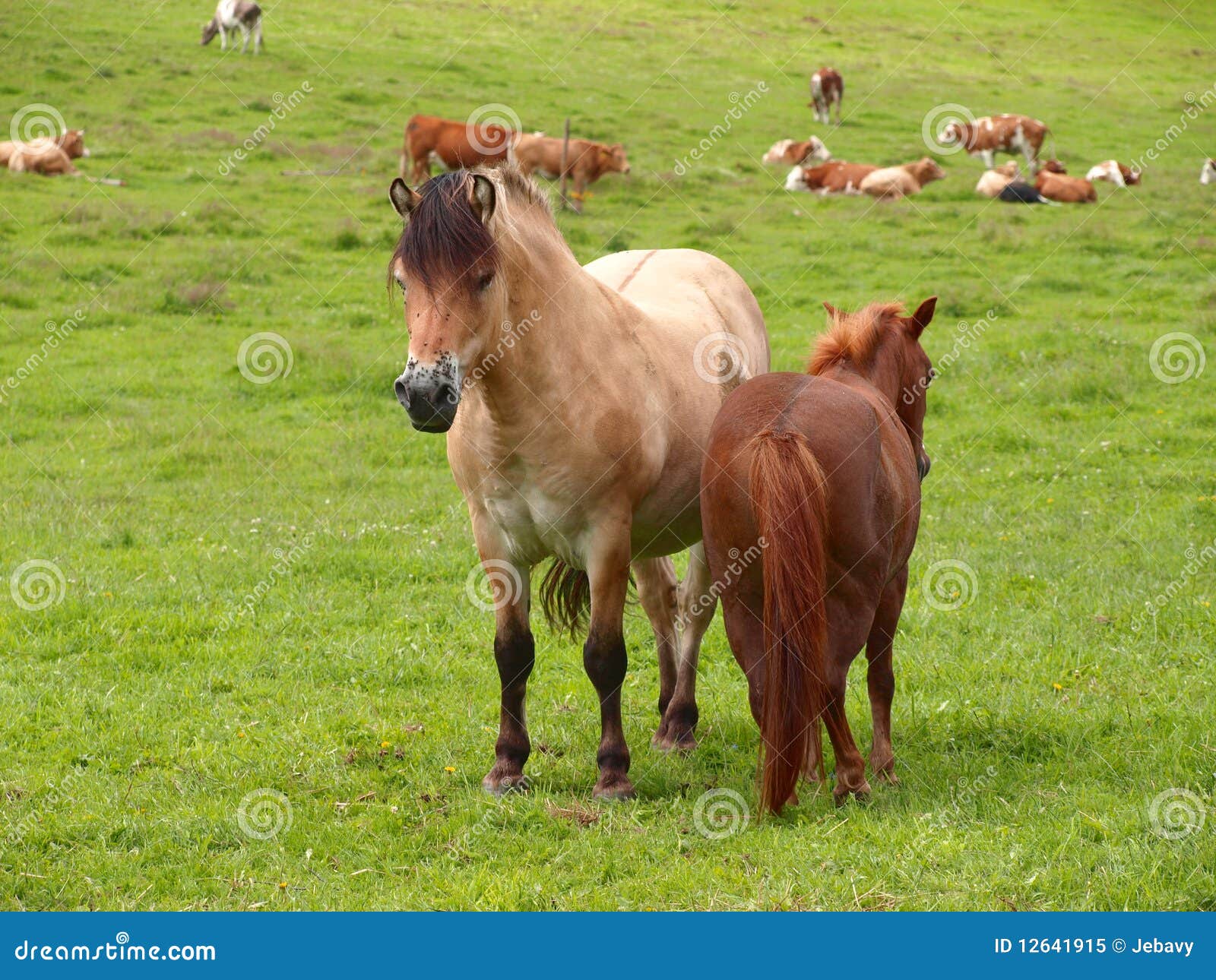 Zwei Pferde in einer Wiese stockbild. Bild von haustiere - 12641915