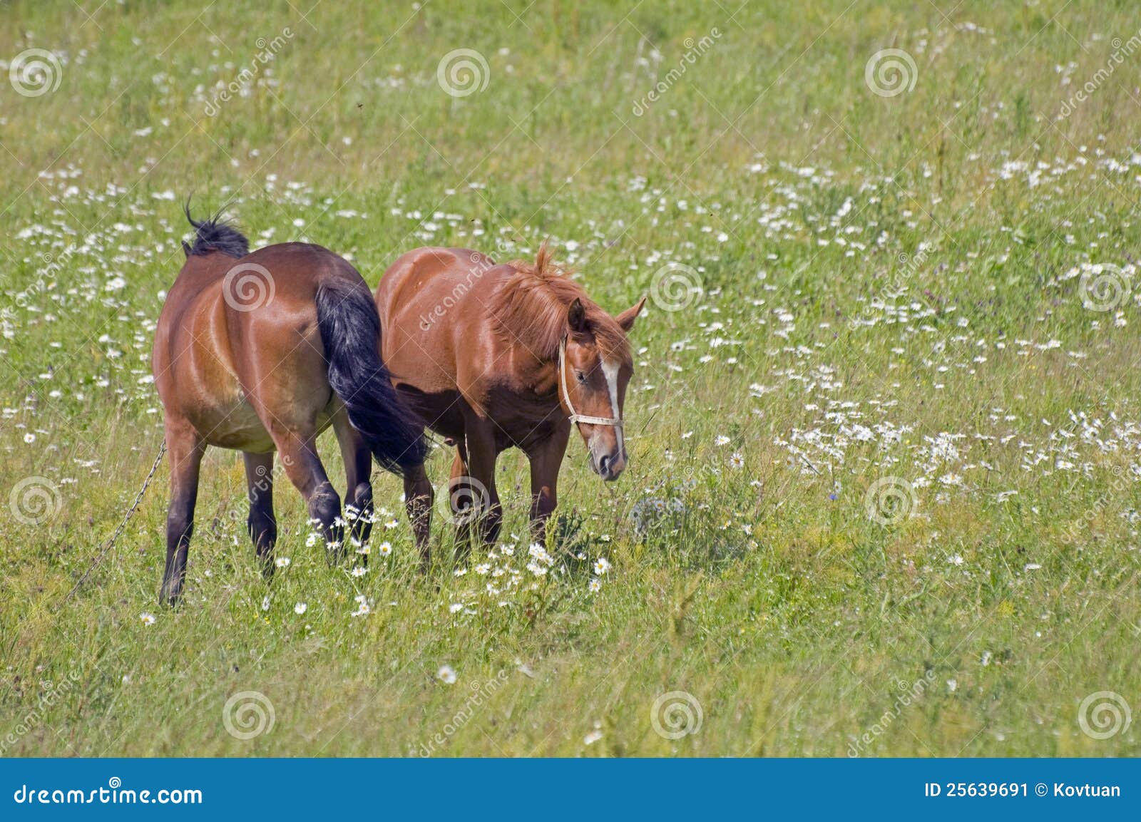 Zwei Pferde in einer Wiese stockbild. Bild von arbeiter - 25639691