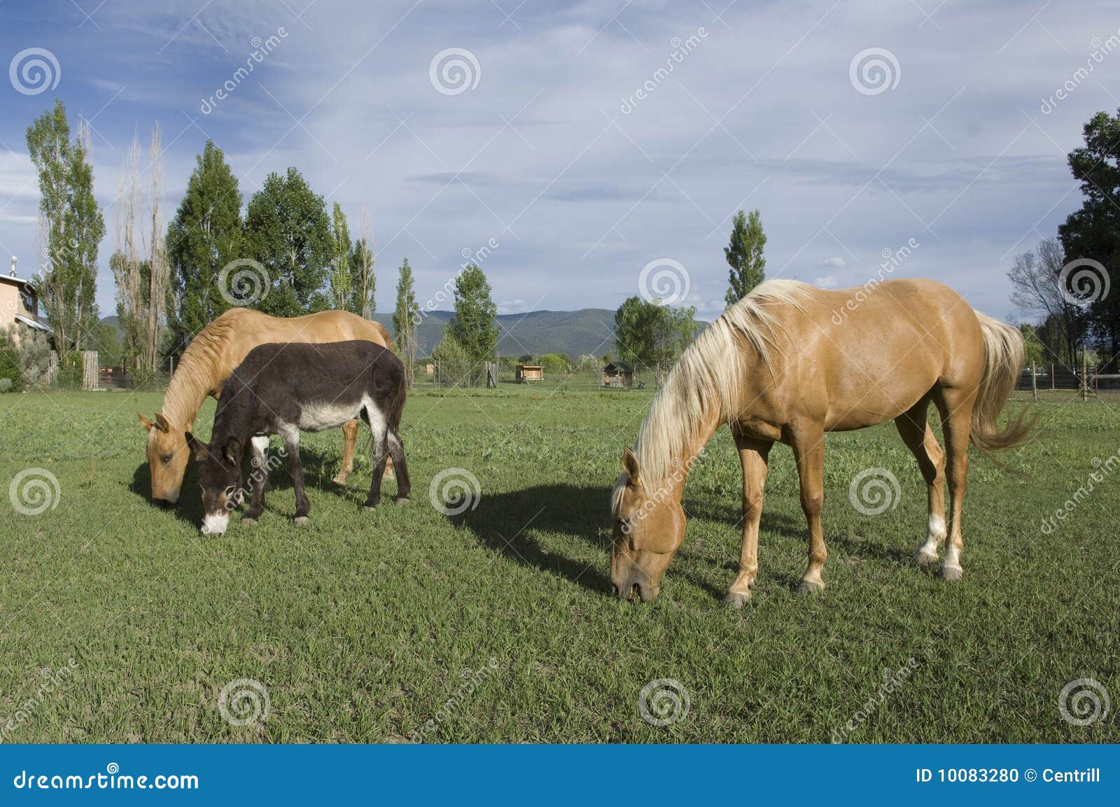 Zwei Pferde und ein Esel stockfoto. Bild von zaun, bäume - 10083280
