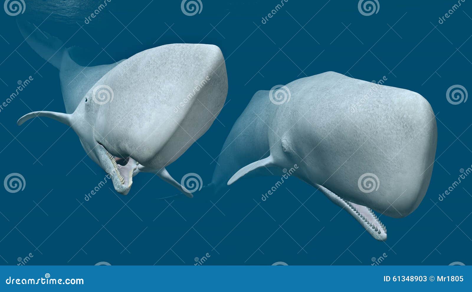 Zwei Pottwale stock abbildung. Illustration von unterwasser - 61348903