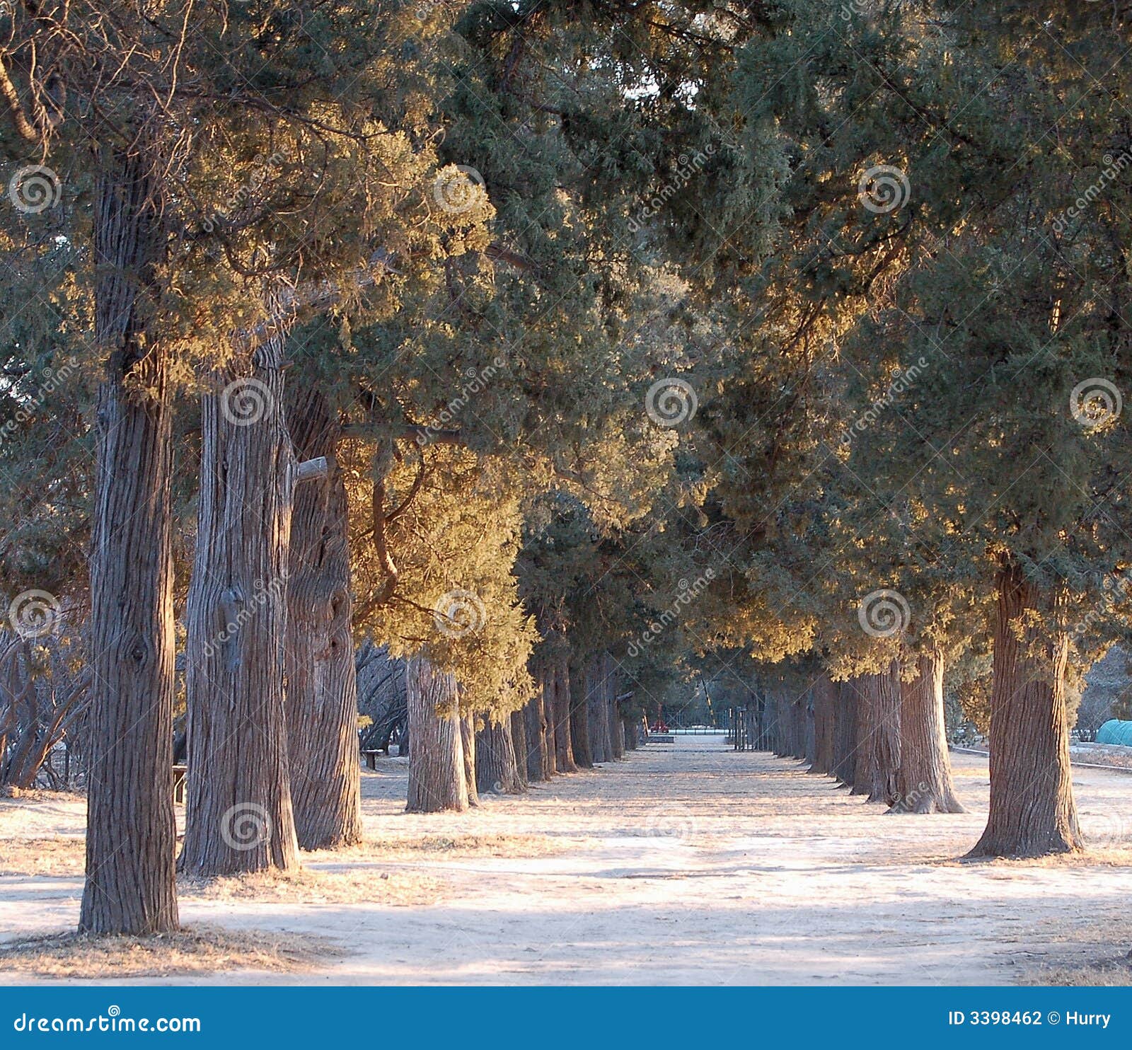 Zwei Reihen Der Alten Zypresse Stockfoto - Bild von zypresse, wald: 3398462