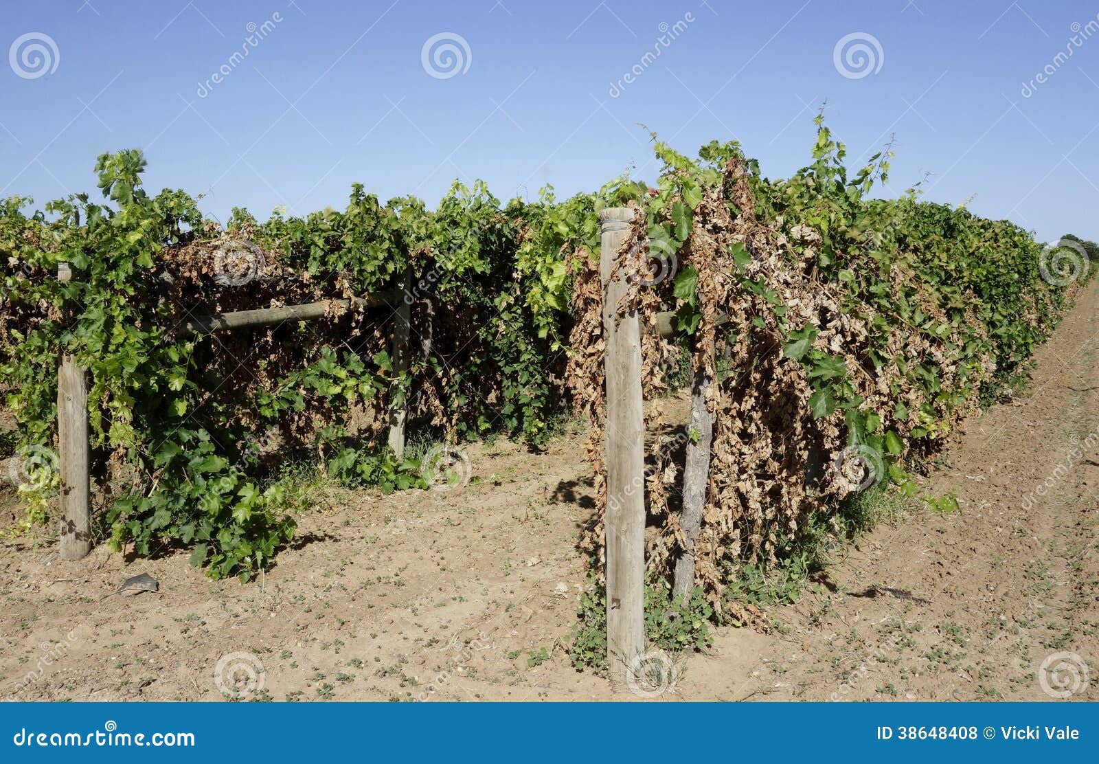 Zwei Reihen Von Gitter Getrockneten Reben. Stockfoto - Bild von sommer ...