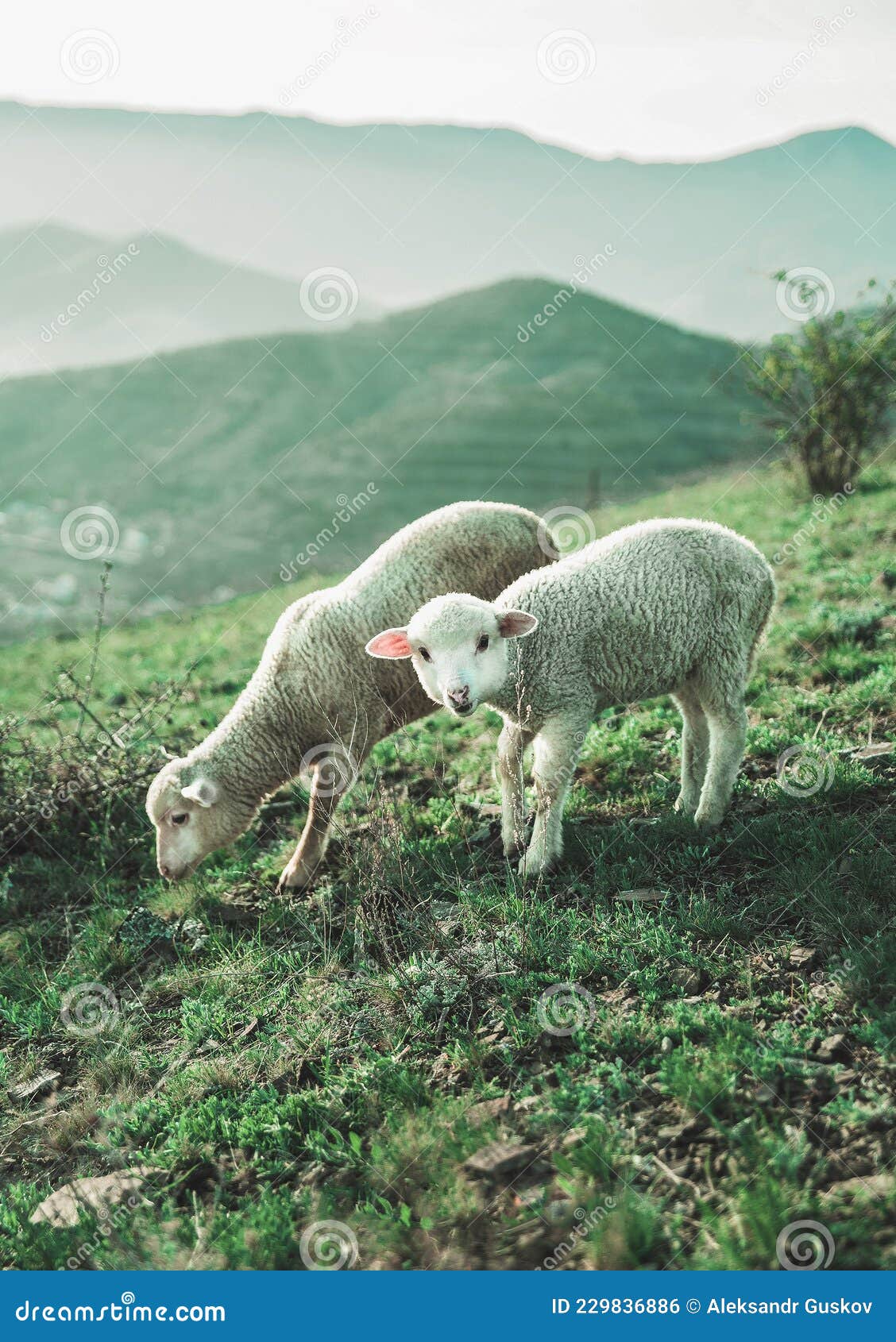 Zwei Schafe Gehen Auf Der Wiese Und Fressen Gras. Stockfoto - Bild von ... Zwei Schafe Gehen Auf Der Wiese Und Fressen Gras. Stockfoto - Bild von ...