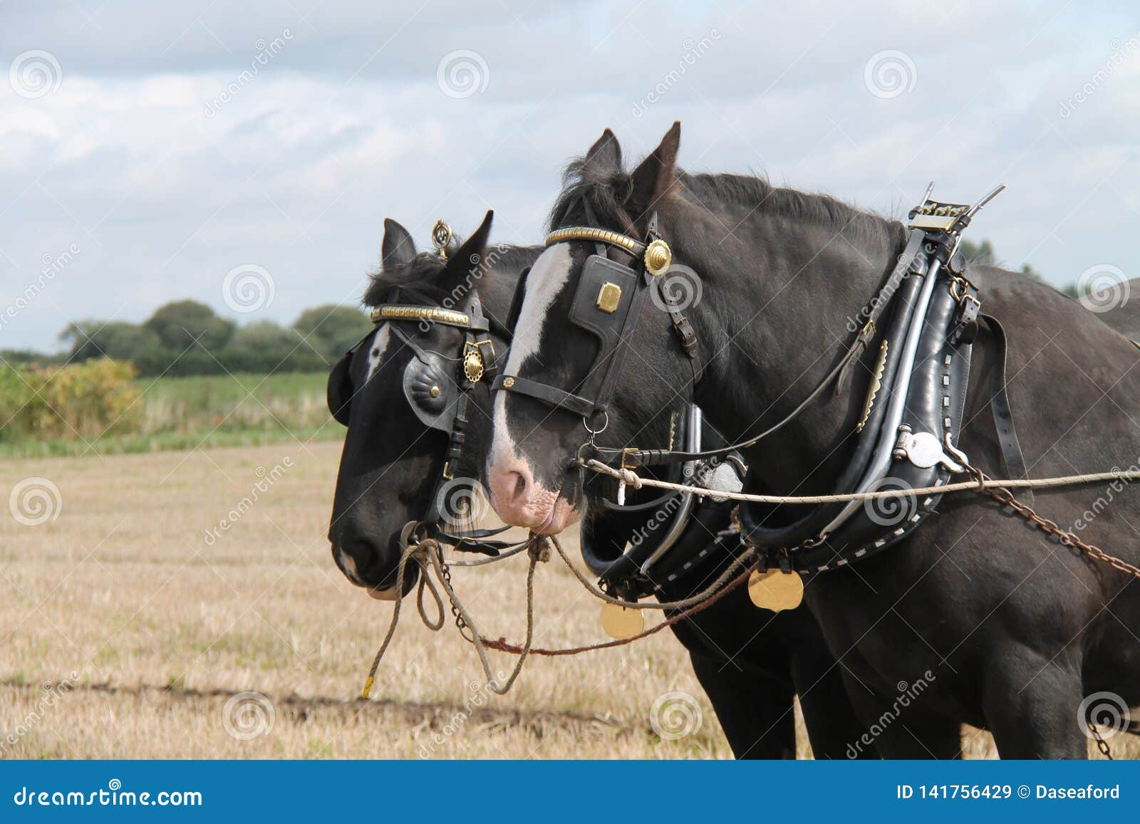 Zwei schwere Arbeitspferde stockbild. Bild von landwirtschaftlich ...