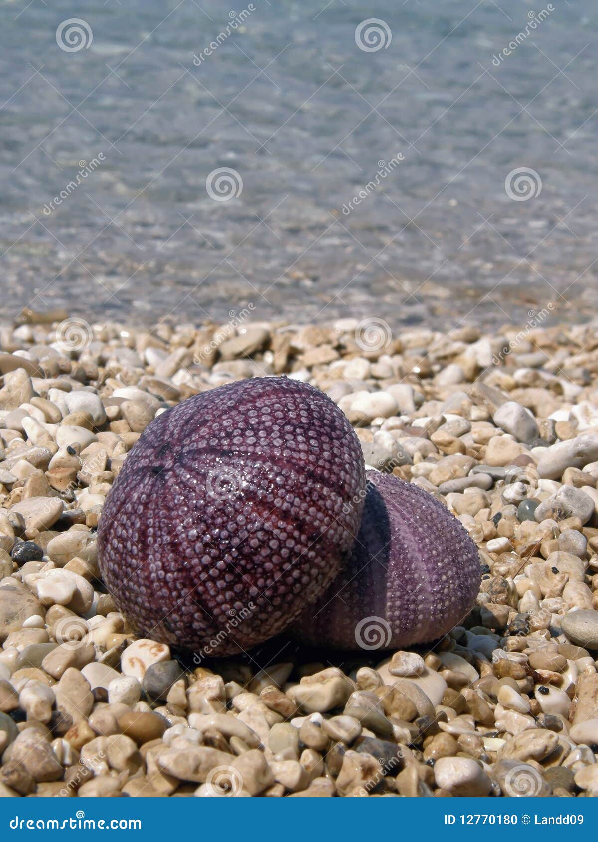 Zwei Seeigel auf Strand stockfoto. Bild von ozean, kreis - 12770180