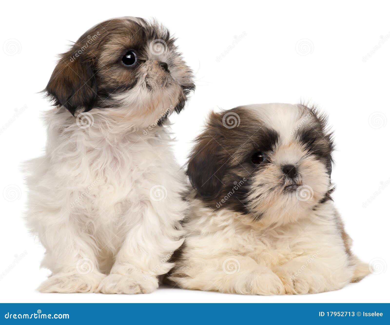 Zwei Shih-tzus stockbild. Bild von pelz, säugetier, warnung - 17952713