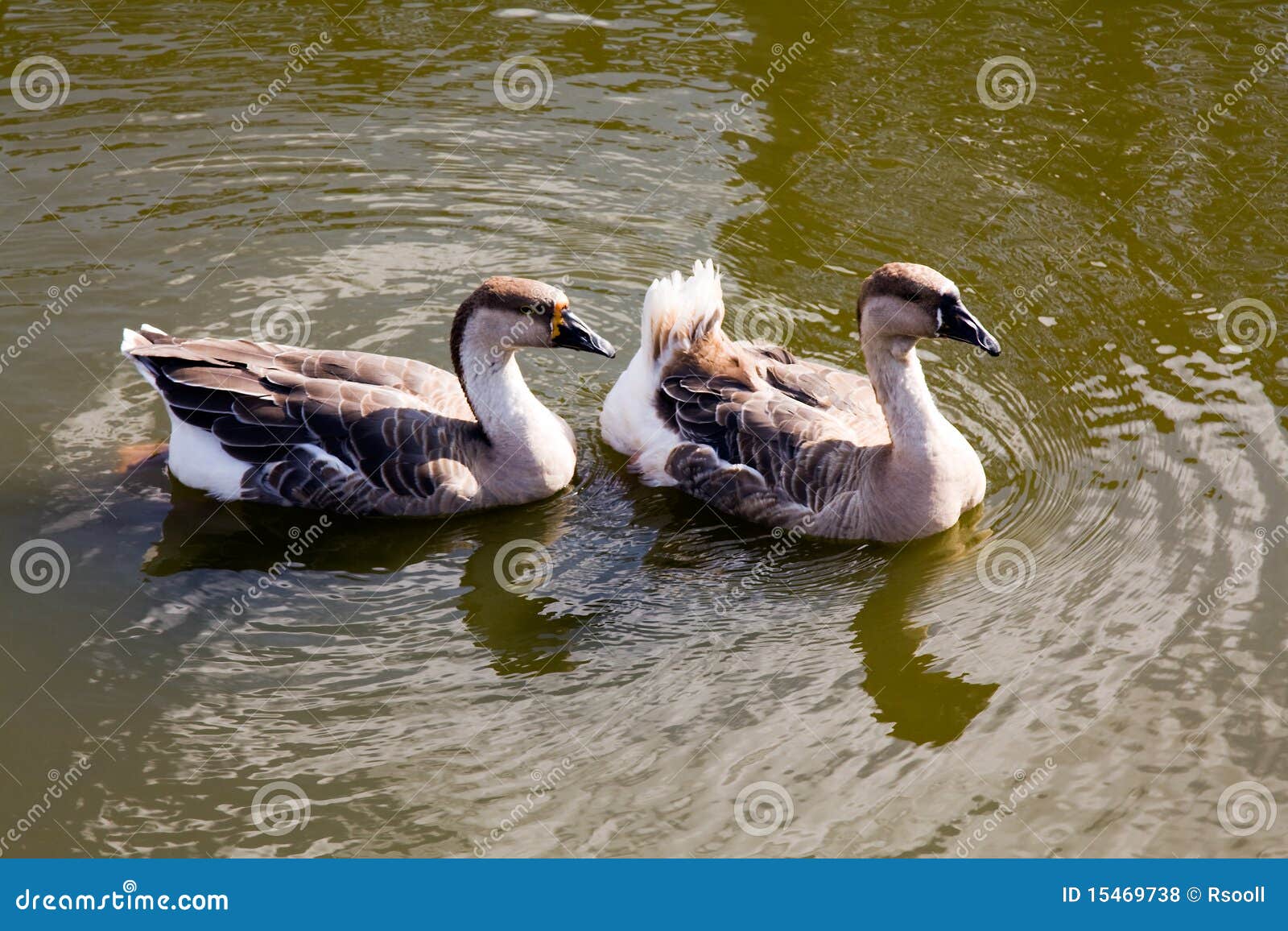 Zwei Sich Hin- Und Herbewegende Enten Stockfoto - Bild von kultur ...