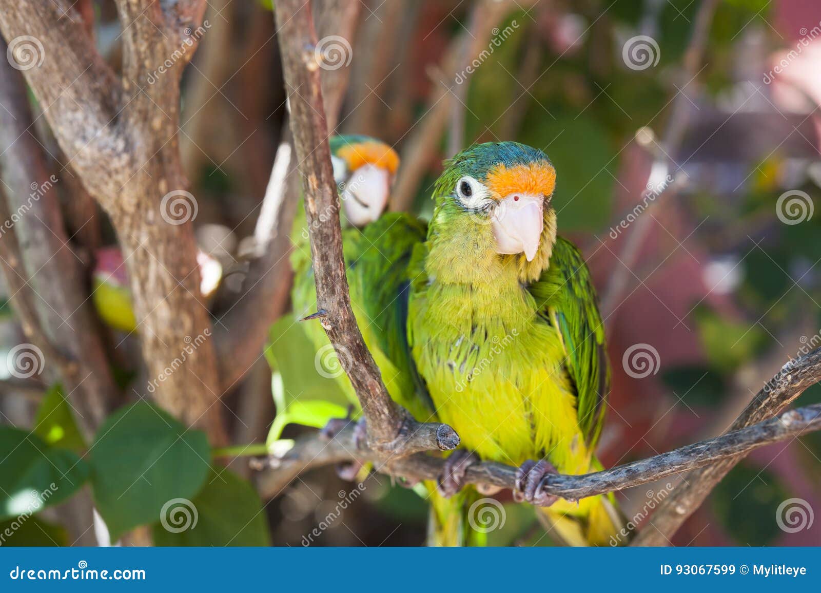 Zwei Sittiche in Einem Baum Stockbild - Bild von wildnis, wächter: 93067599