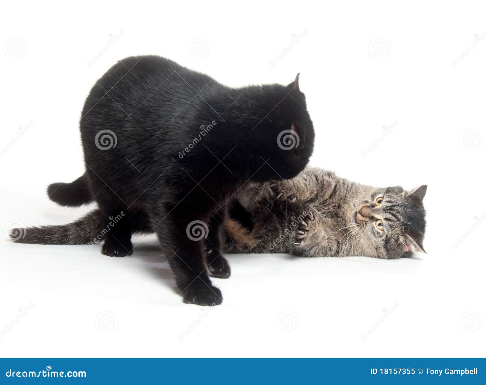 Zwei Spielende Und Kämpfende Katzen Stockbild - Bild von kämpfen ...