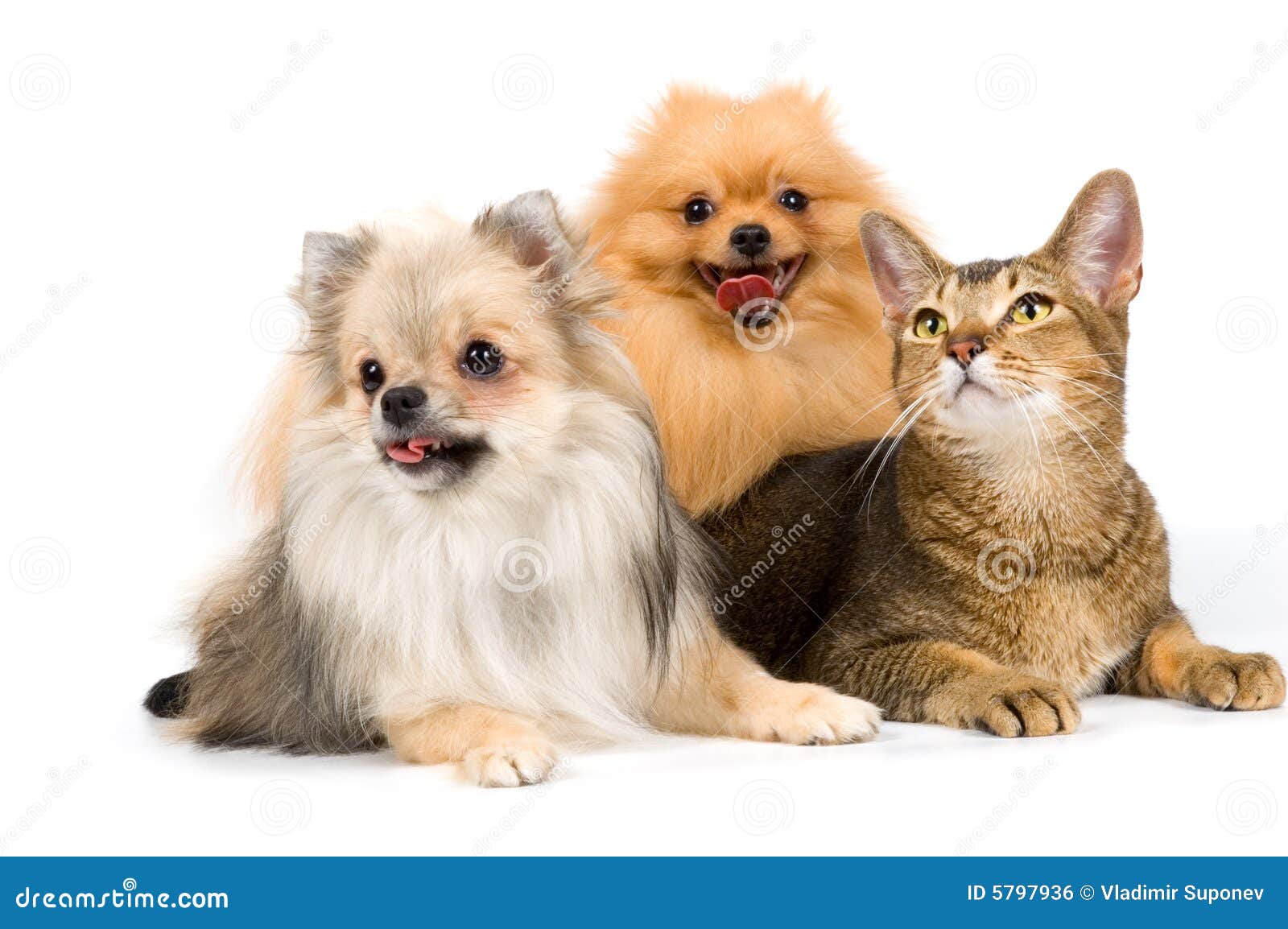 Zwei Spitzhunde Und Katze Im Studio Stockfoto - Bild von reinrassig ...