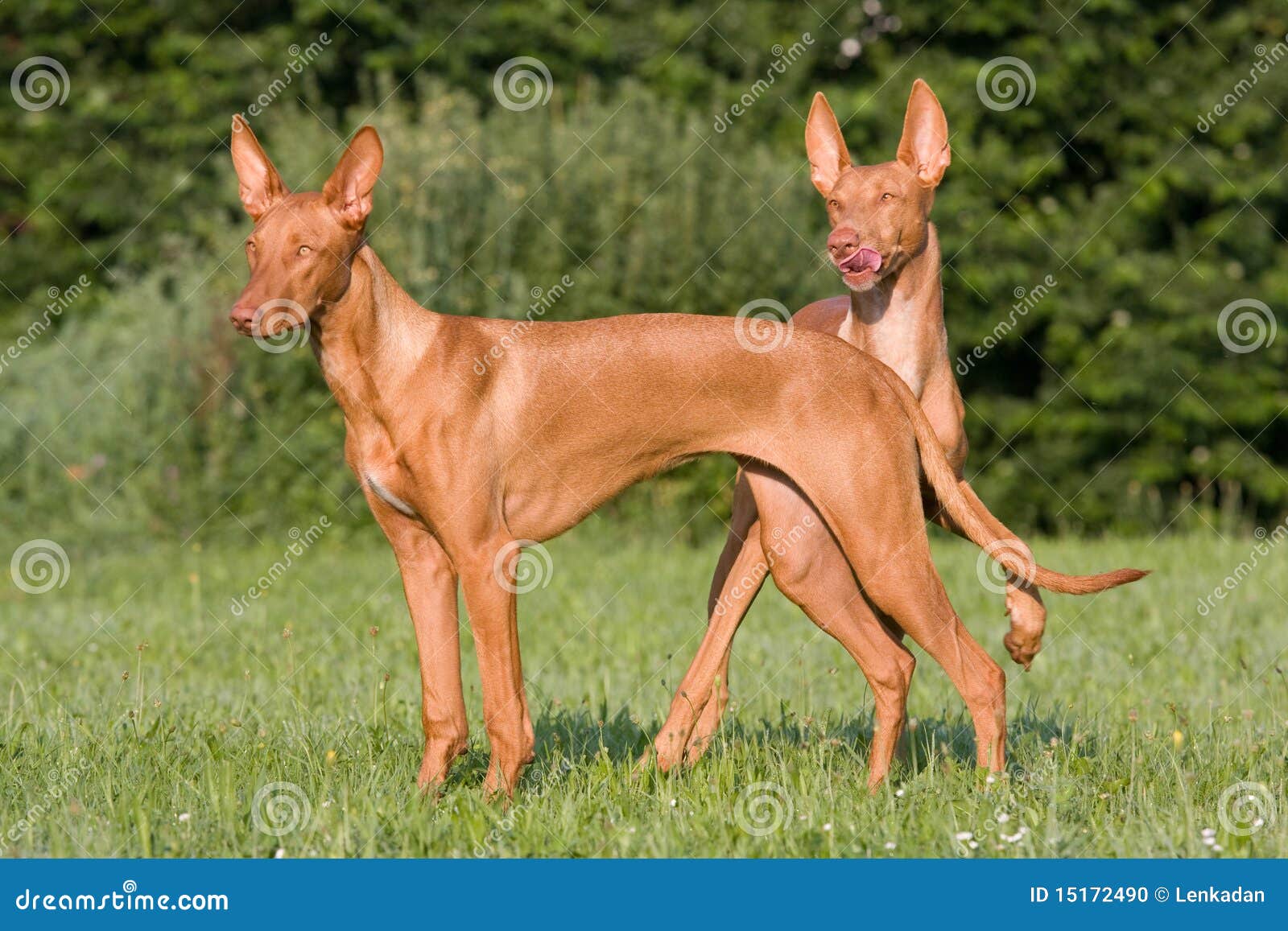 Zwei Stehende Hunde in Einer Wiese - Pharao-Jagdhund Stockfoto - Bild ...