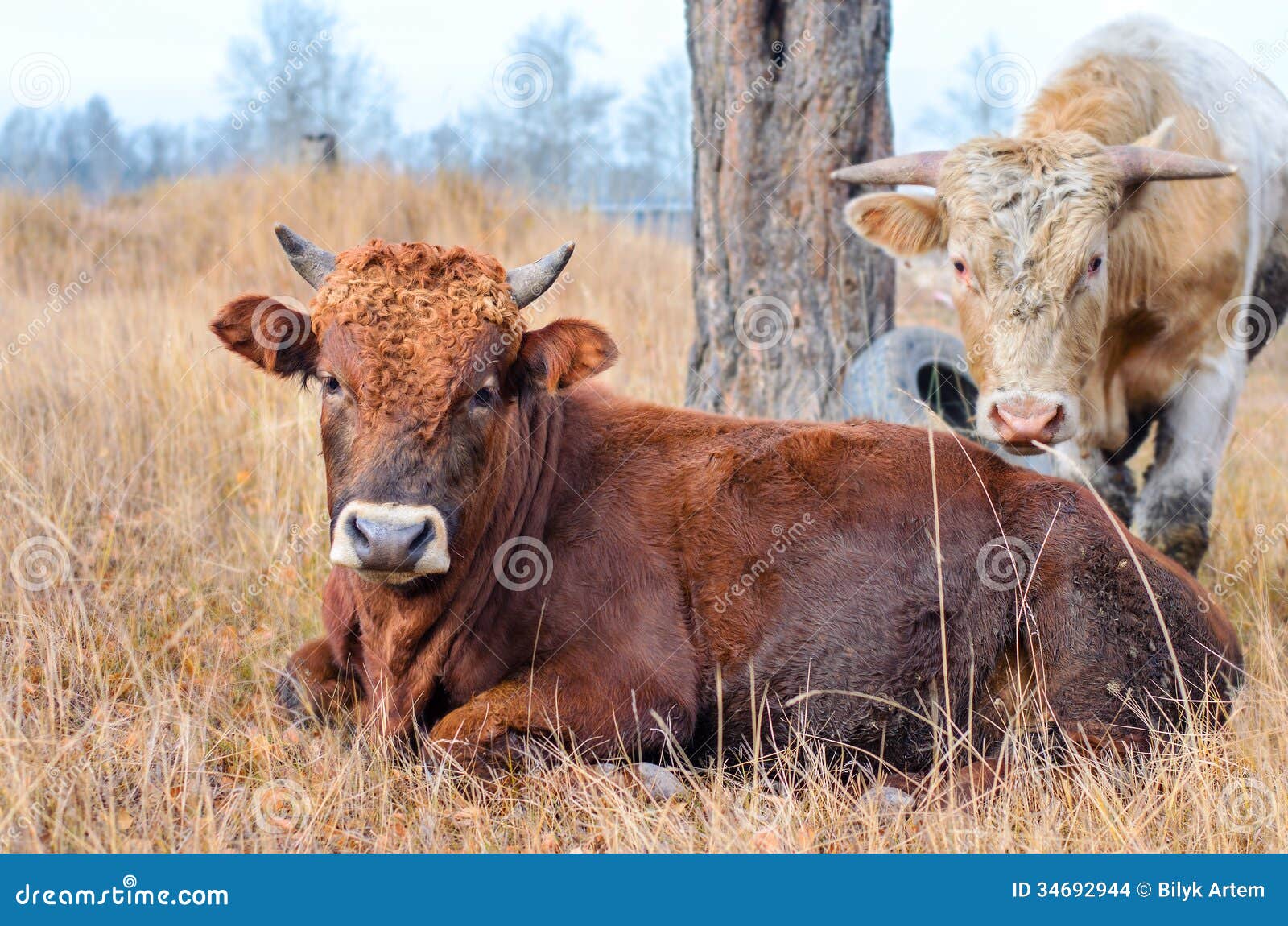 Zwei Stiere in Einer Weide. Stockfoto - Bild von beschmutzt, braun ...
