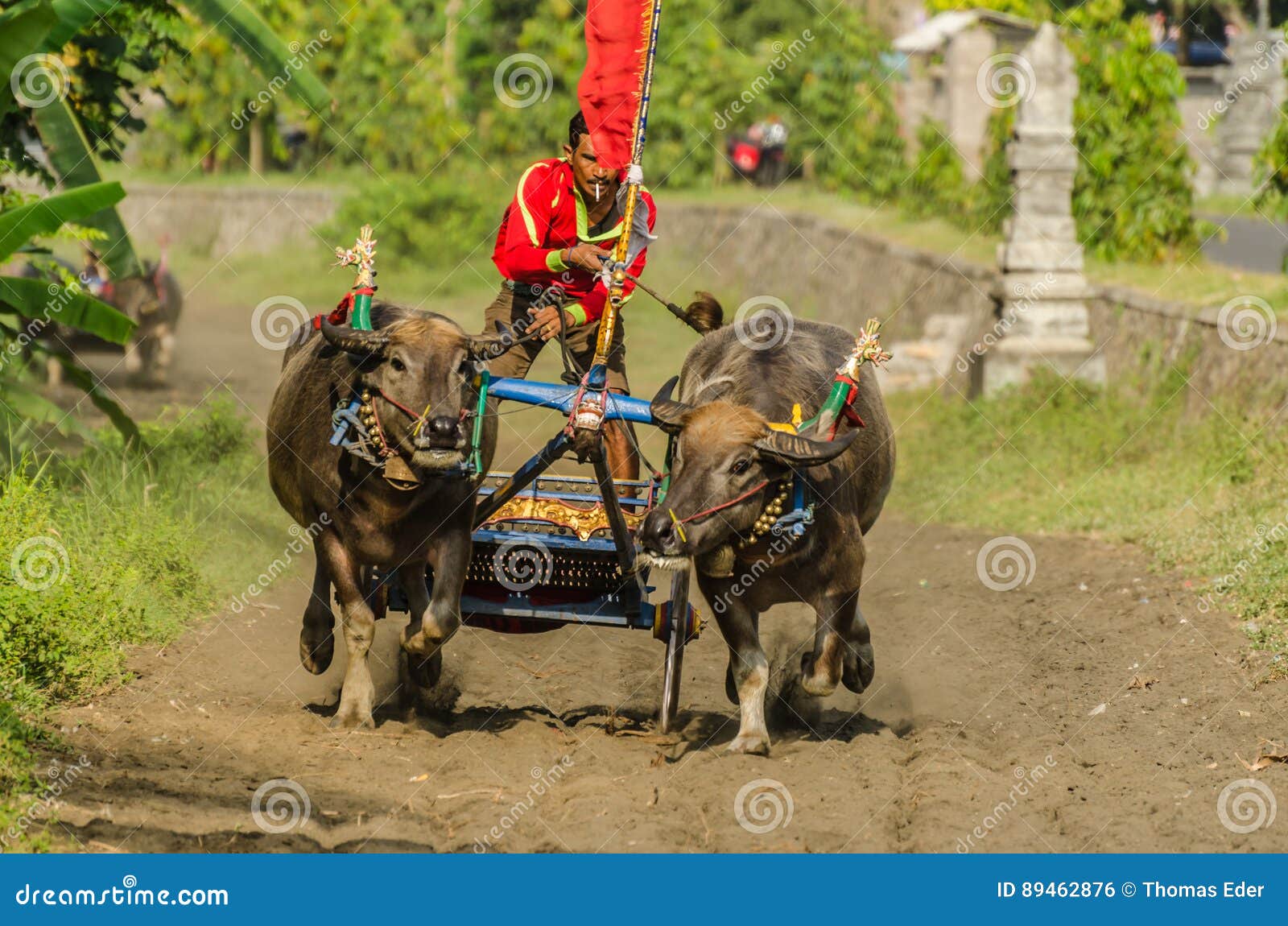 Zwei Stiere Mit Wagen Und Mann am Rennen Redaktionelles Foto - Bild von ...
