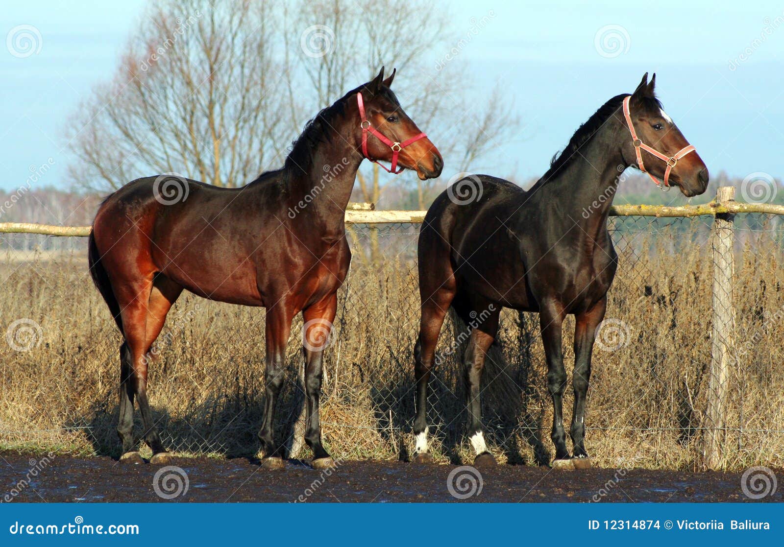 Zwei Stuten stockfoto. Bild von kastanie, pferde, vortrefflich - 12314874
