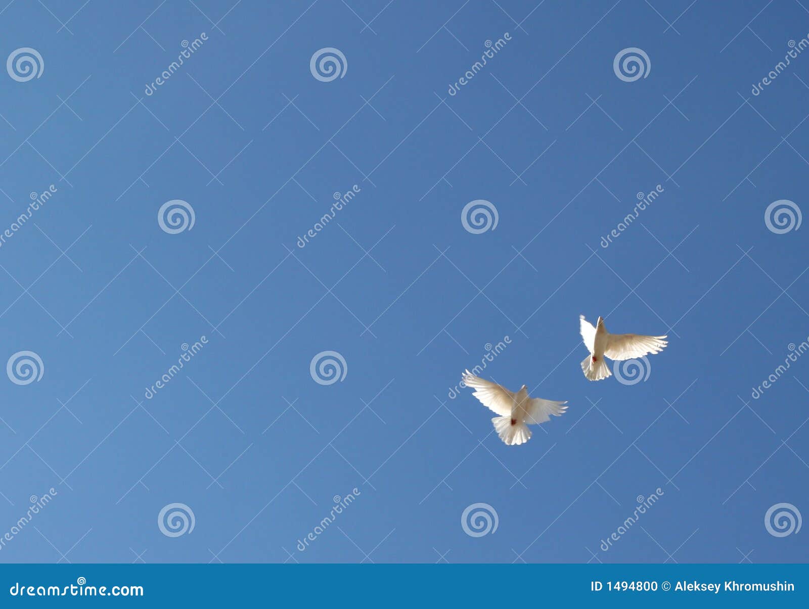Zwei Tauben im Flug stockfoto. Bild von frei, himmel, freiheit - 1494800