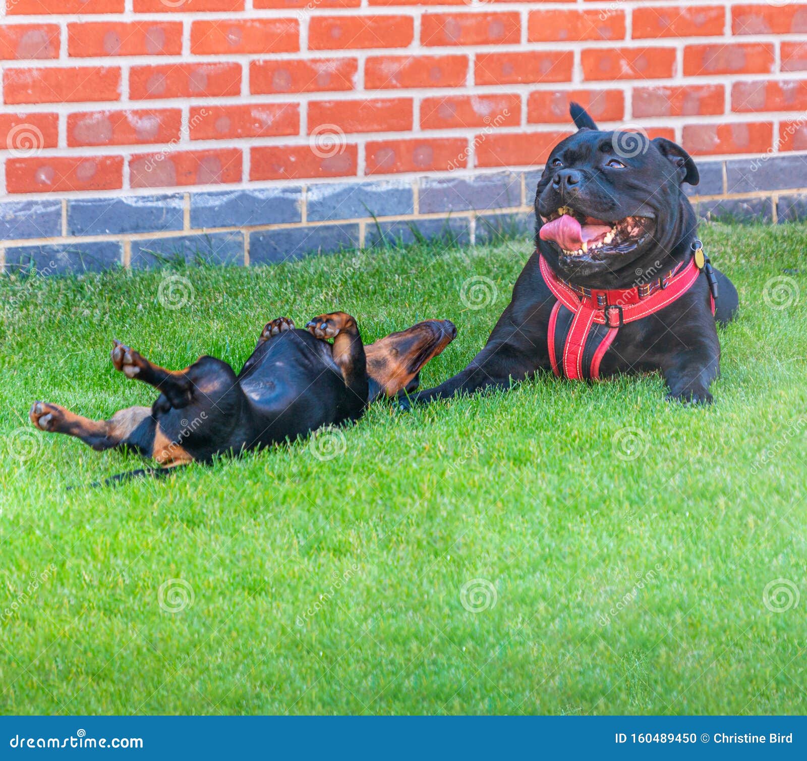 Zwei Verschiedene Hunderassen Ein Staffordshire Bull Terrier Hund Und