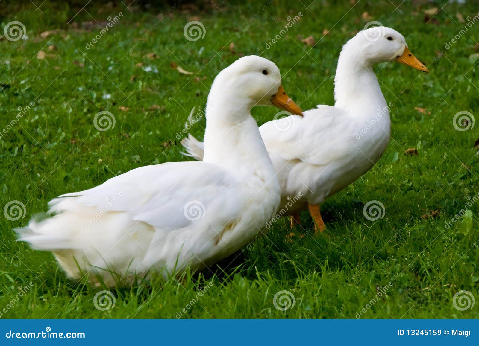 Zwei weiße Enten stockbild. Bild von stehen, gras, gestanden - 13245159