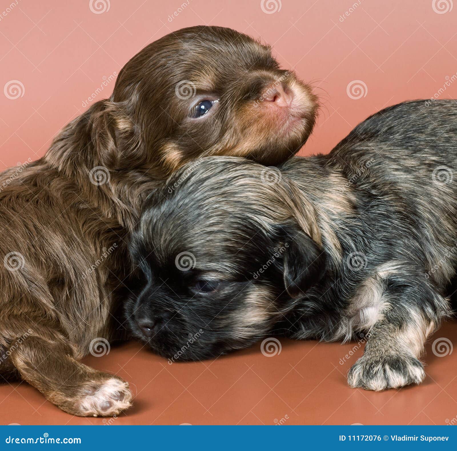 Zwei Welpen eines Lap-dog stockfoto. Bild von betrachtung - 11172076