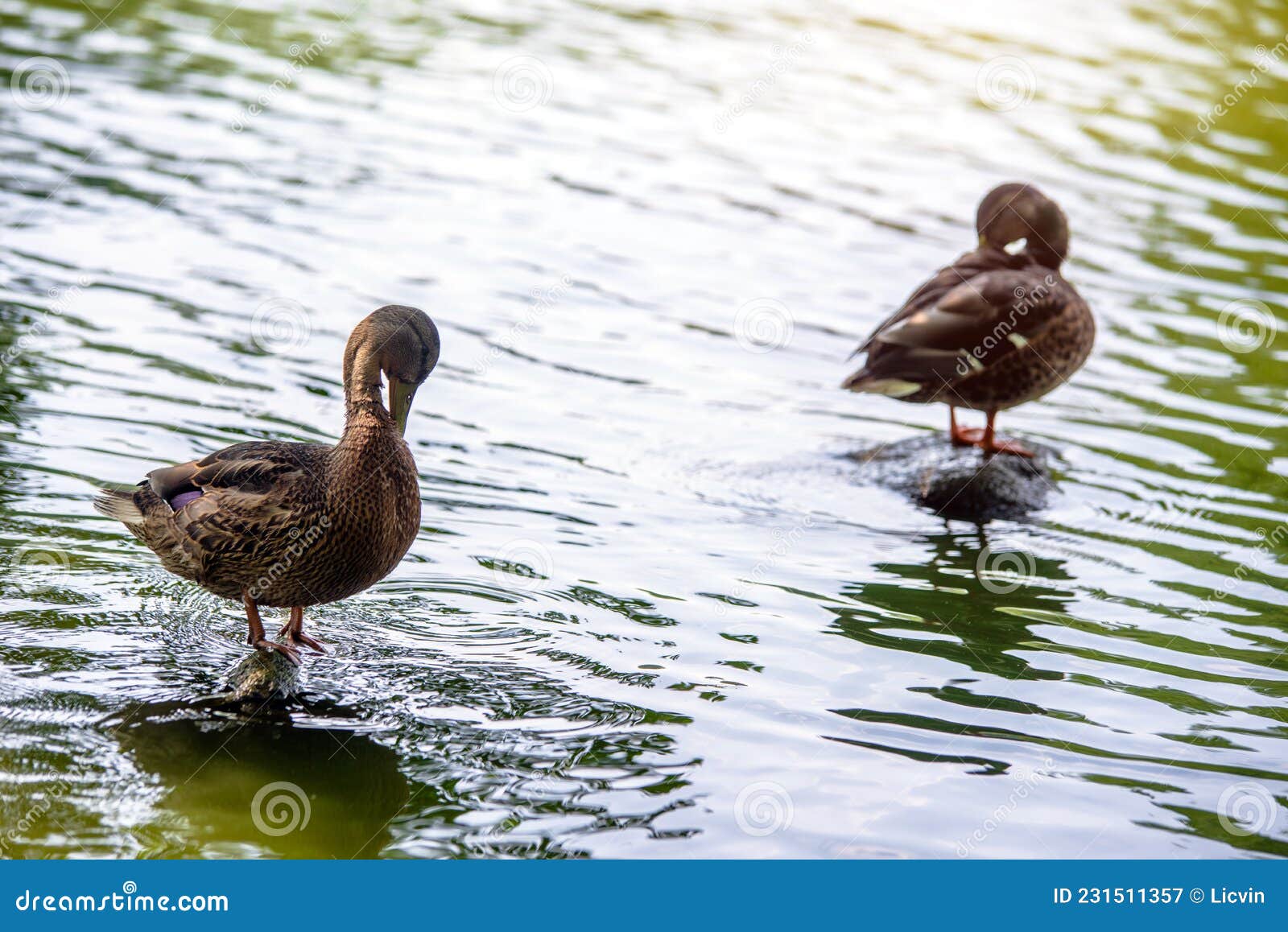 Zwei wilde Enten stehen stockbild. Bild von stockente - 231511357