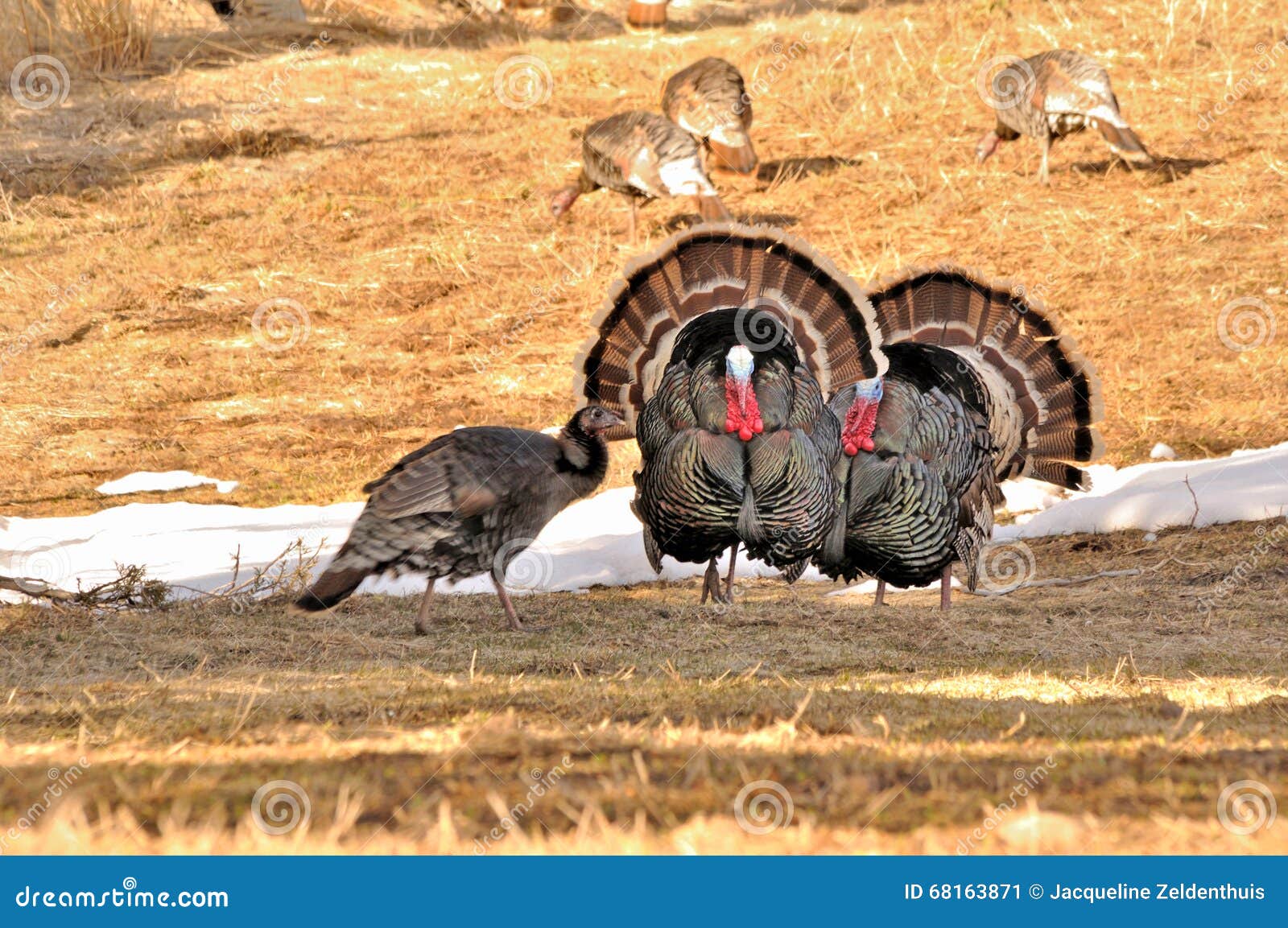 Zwei Wildes Truthahn-Anzeigen Merriam Stockbild - Bild von merriam ...