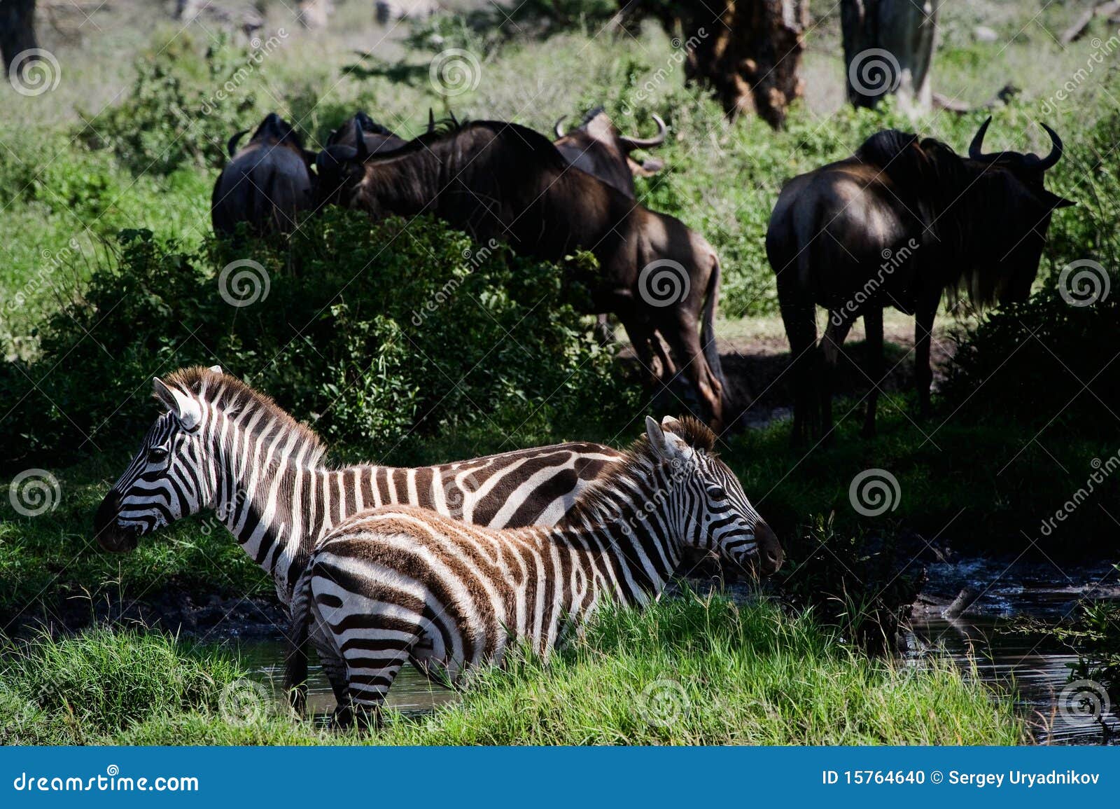 Zwei Zebras. stockfoto. Bild von reihe, tier, auslegung - 15764640