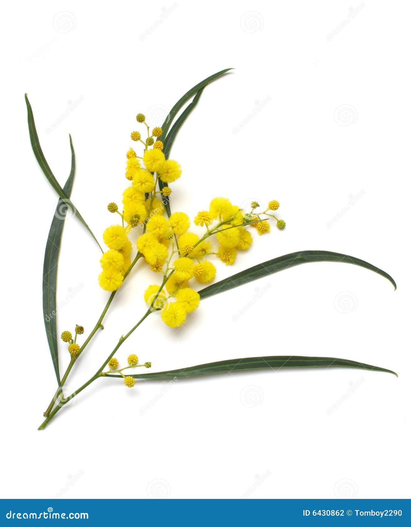 Zweig stockfoto. Bild von wildblumen, pfad, zweig, australisch - 6430862