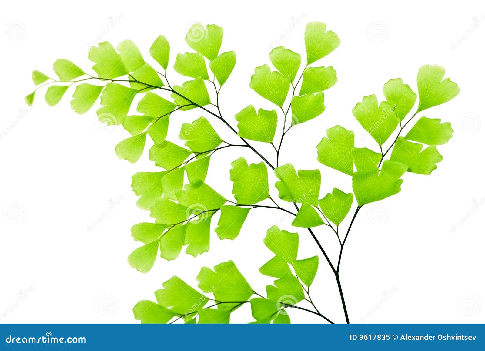 Zweig stockbild. Bild von kabel, nave, beschaffenheit - 9617835