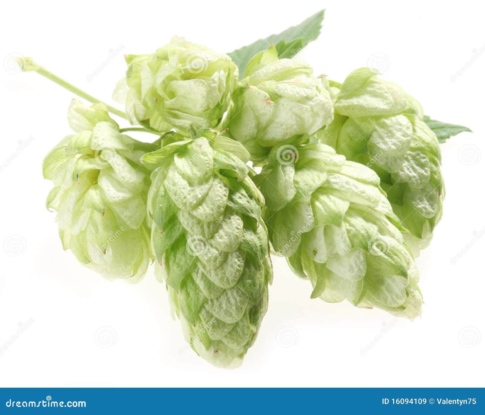 Zweig der Hopfen. stockbild. Bild von becher, gärung - 16094109