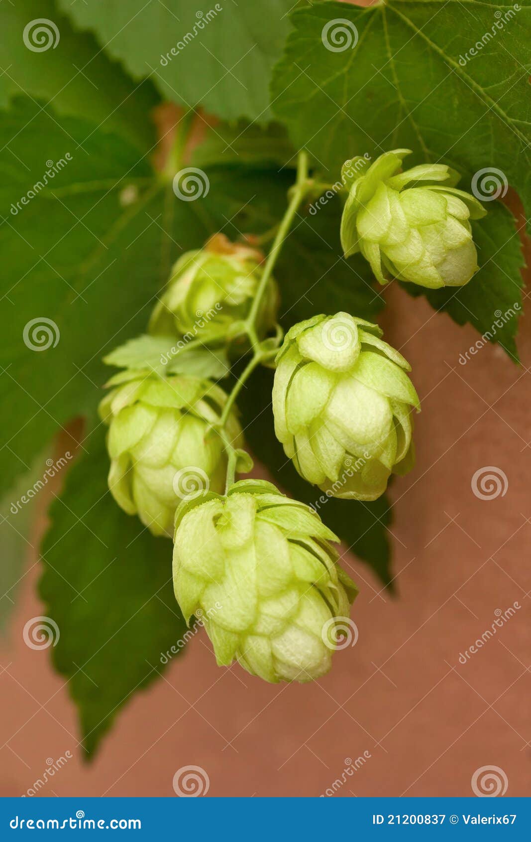 Zweig der Hopfen stockbild. Bild von hopfen, reif, betrieb - 21200837